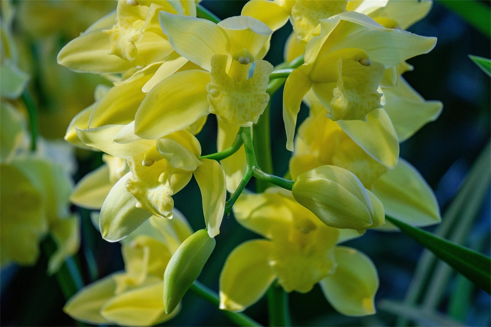 (Cymbidium) Rich Colors Cymbidium, Long Lasting, Outdoors, Perennial ...