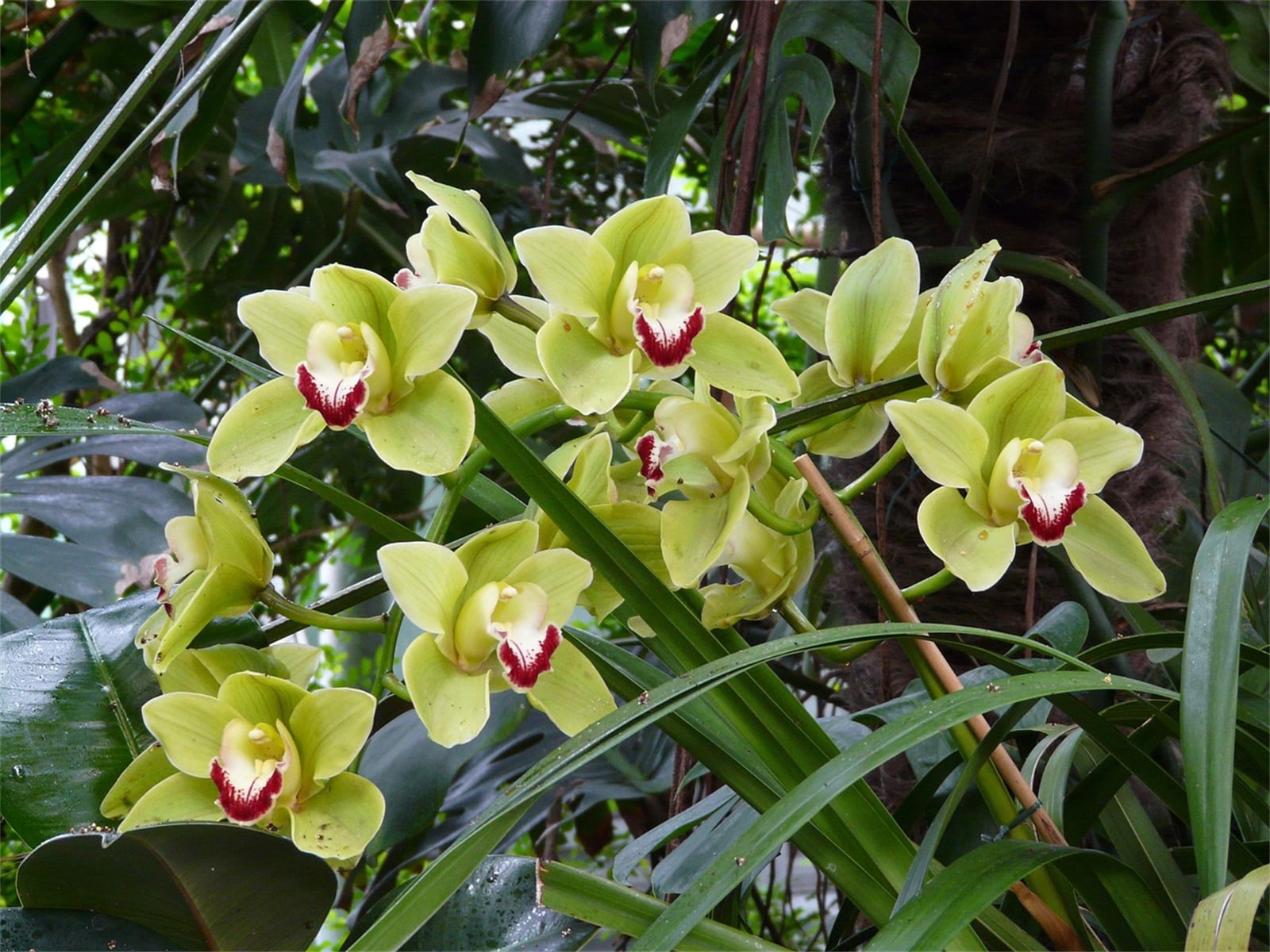 (Cymbidium) Rich Colors Cymbidium, Long Lasting, Outdoors, Perennial ...