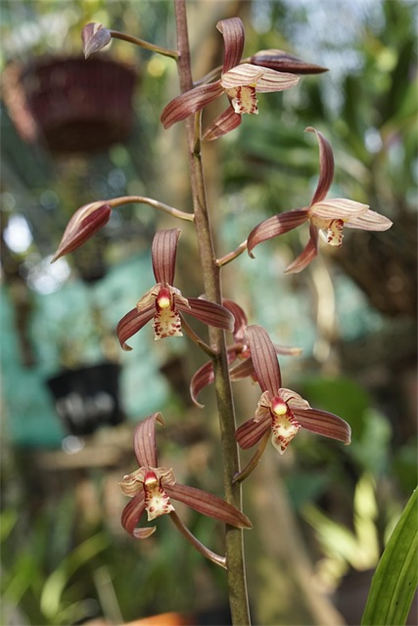 (Cymbidium) Rich Colors Cymbidium, Long Lasting, Outdoors, Perennial ...