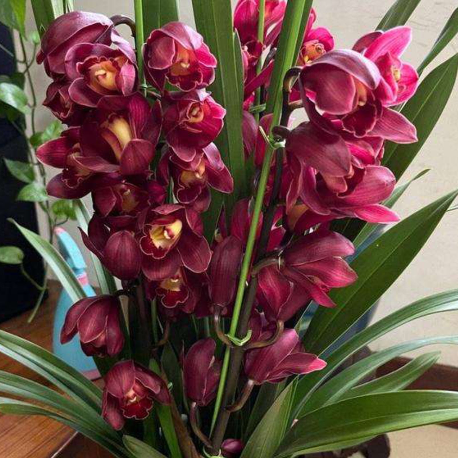(Cymbidium) Rich Colors Cymbidium, Low maintenance, Long Lasting ...