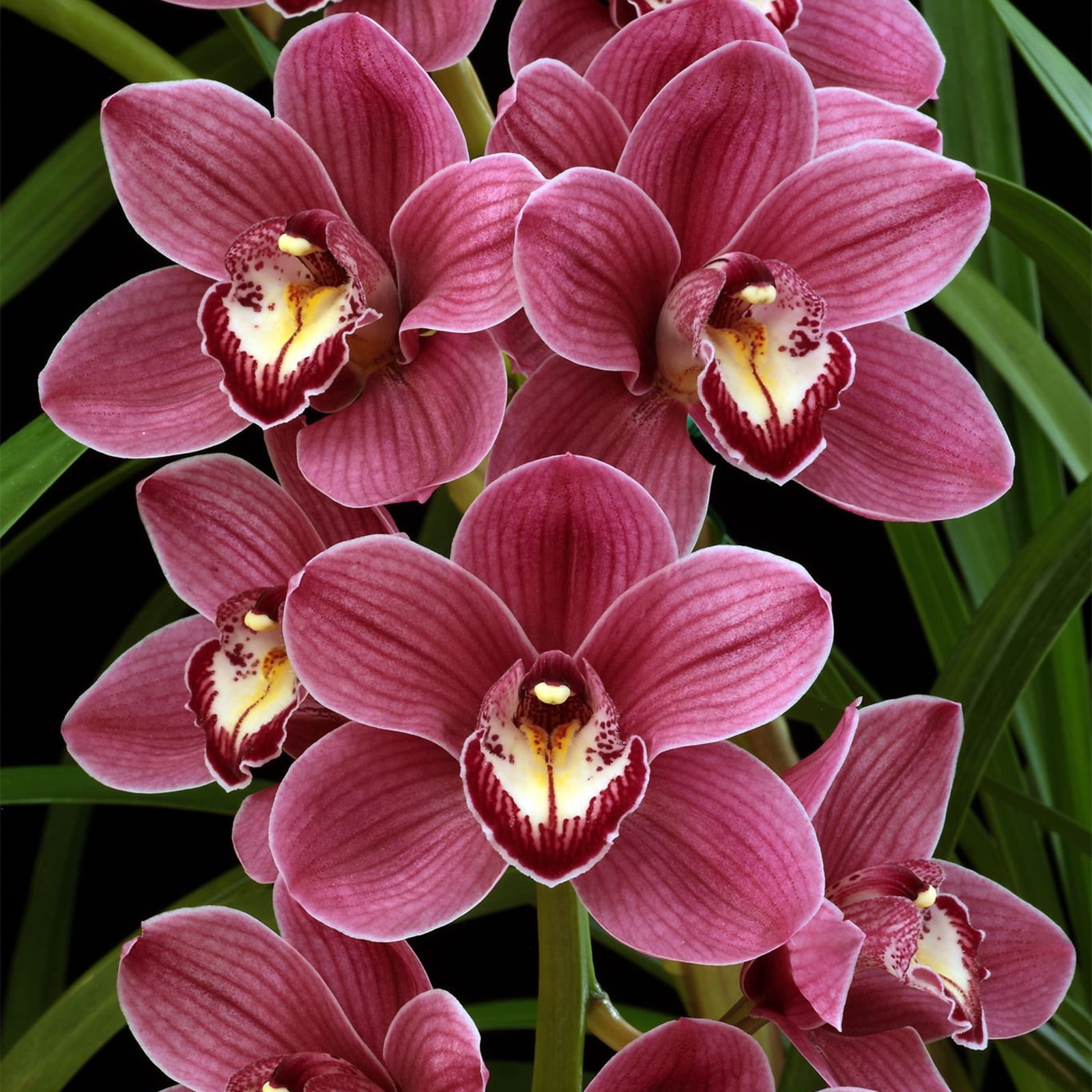 (Cymbidium) Rich Colors Cymbidium, Low maintenance, Long Lasting ...