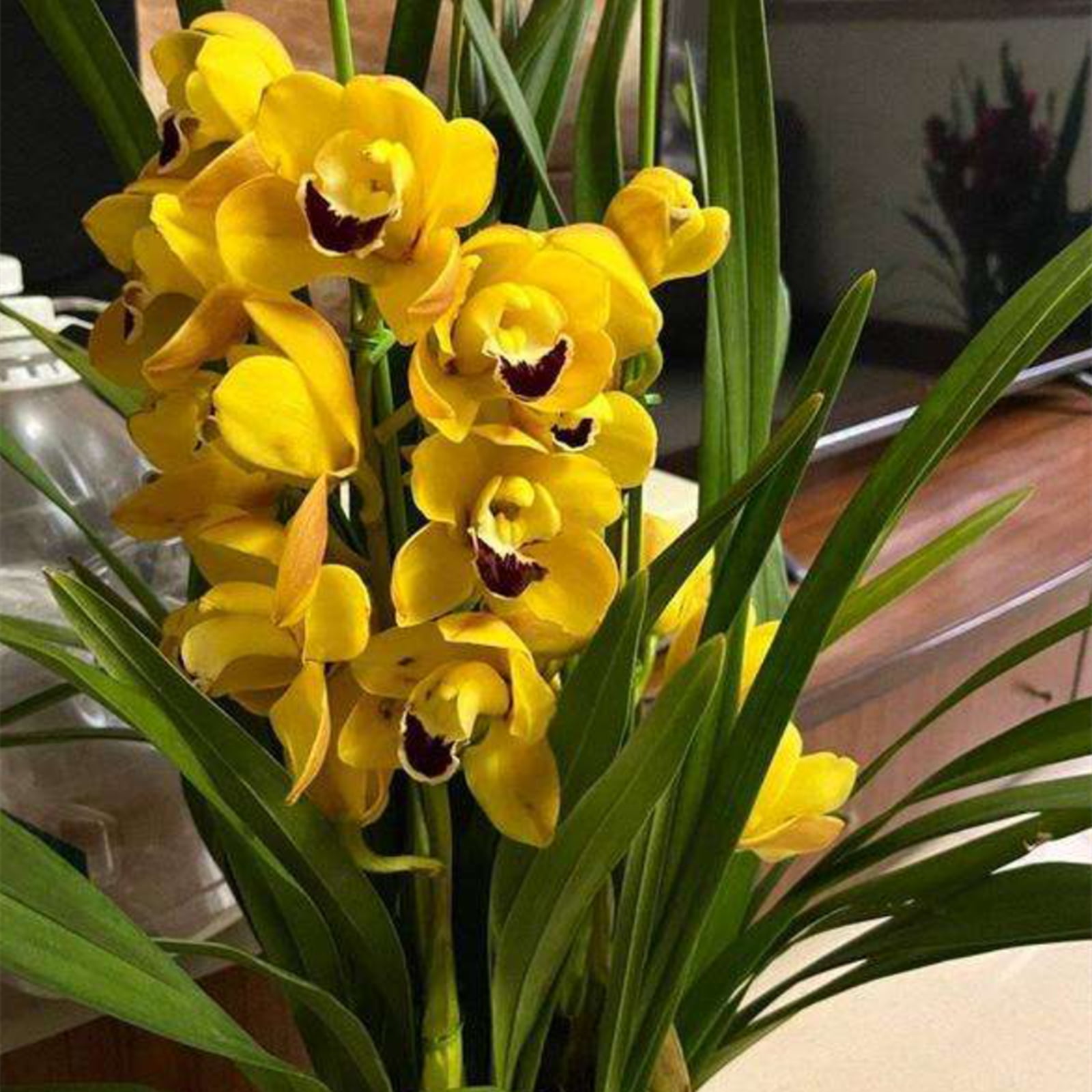 (Cymbidium) Rich Colors Cymbidium, Low maintenance, Long Lasting ...