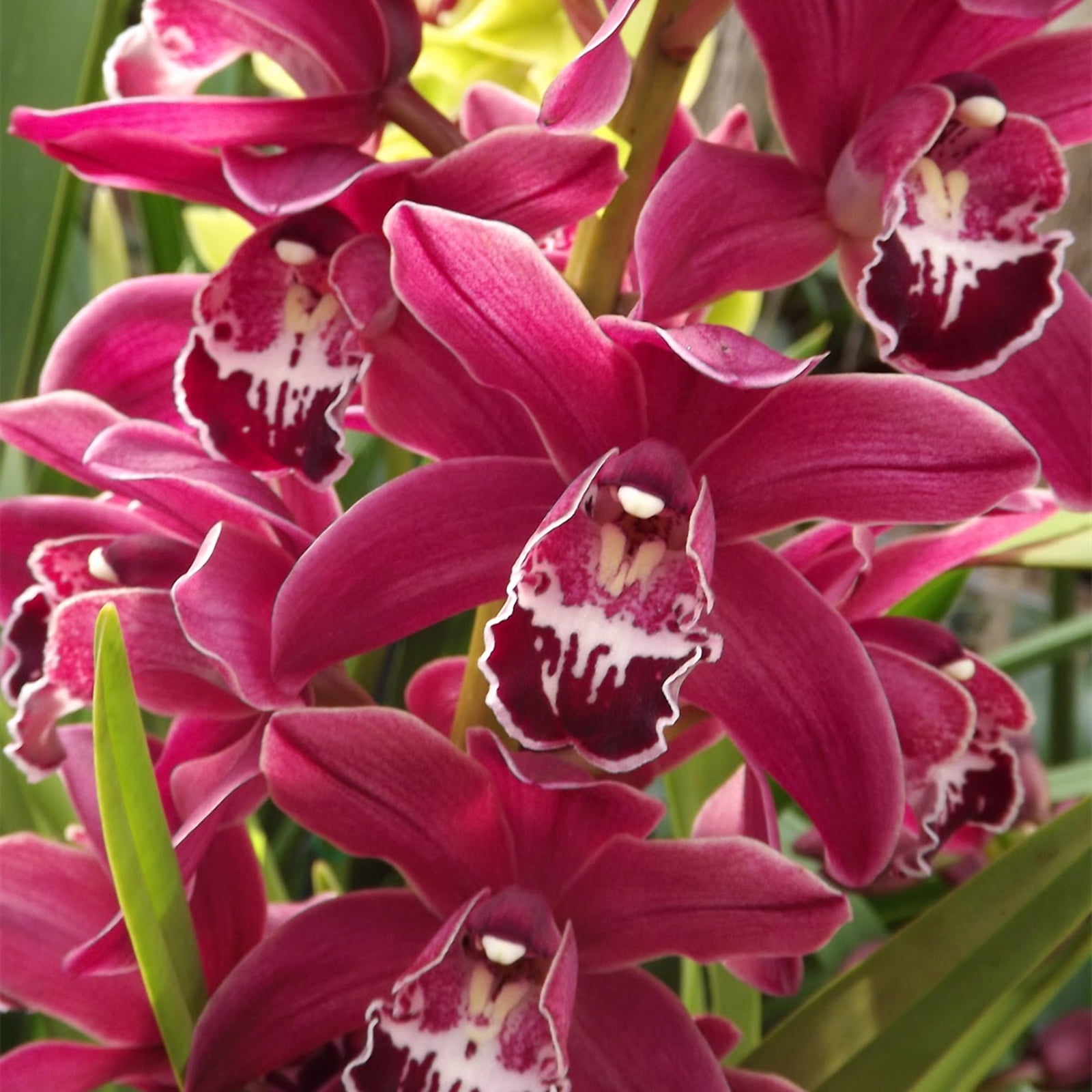 (Cymbidium) Rich Colors, Low maintenance, Cymbidium, Long Lasting ...