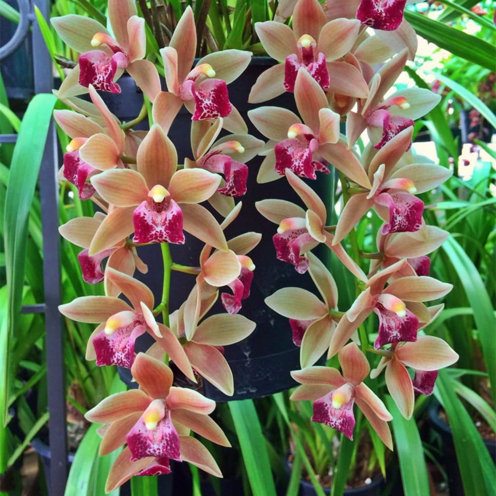 Cymbidium For Sale,Gardening,Landscaping Environment,Professional ...