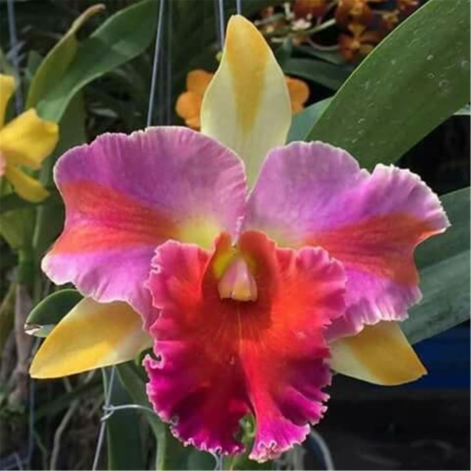 Cymbidium For Sale,Gardening,Professional Indoor Or Outdoor,Landscaping ...