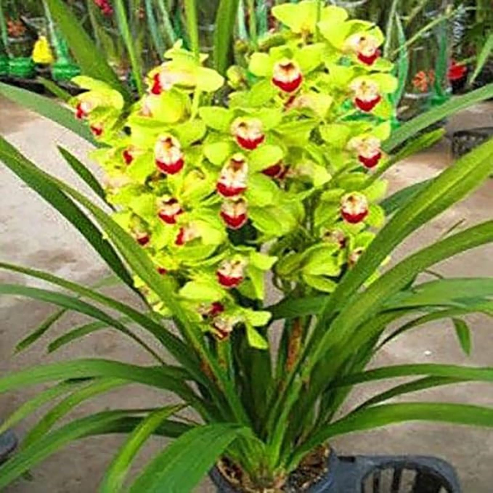 Cymbidium For Sale,Gardening,Professional Indoor or Outdoor,Landscaping ...