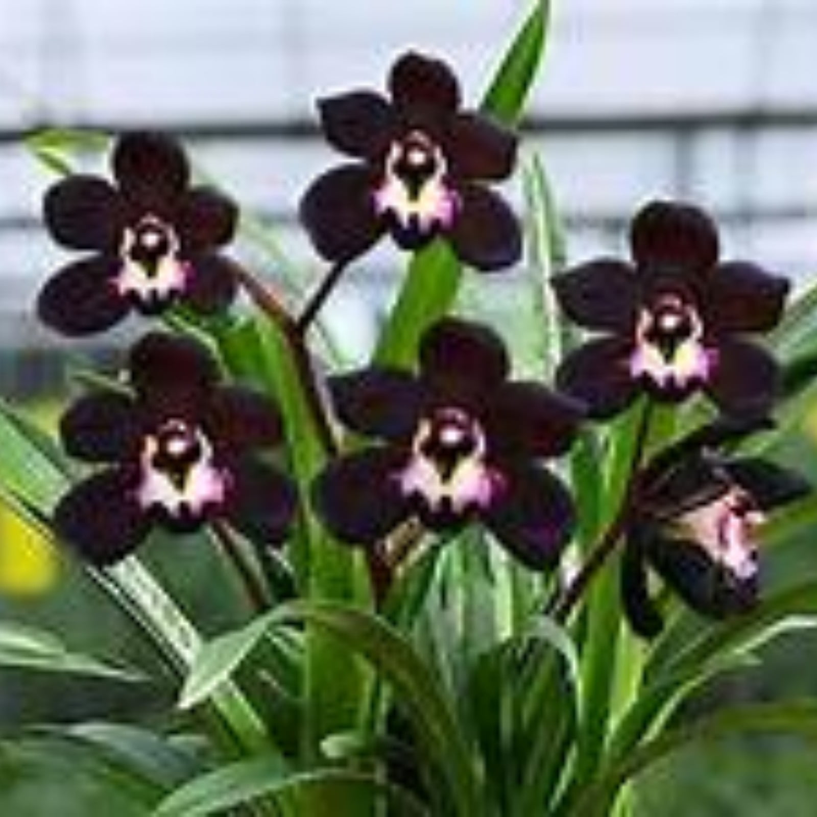 Cymbidium For Sale,Gardening,Professional Indoor Or Outdoor,Landscaping ...