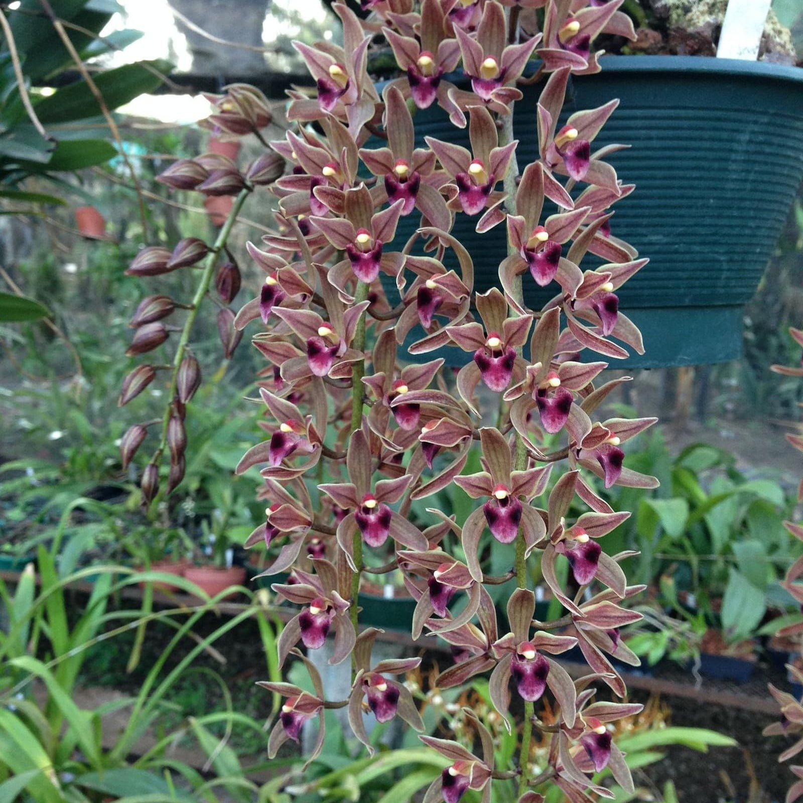 Cymbidium For Sale,Gardening,Professional Indoor Or Outdoor,Landscaping ...