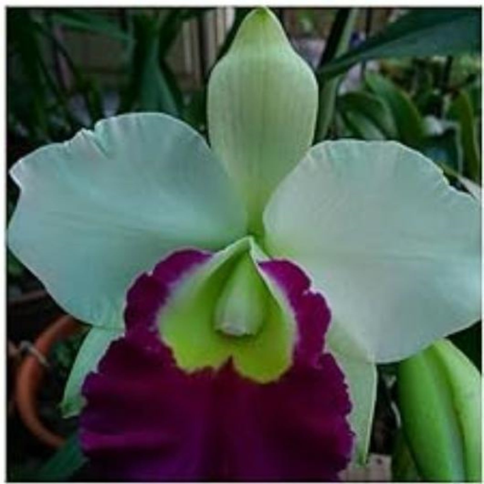 Cymbidium For Sale,Gardening,Professional Indoor Or Outdoor,Landscaping ...