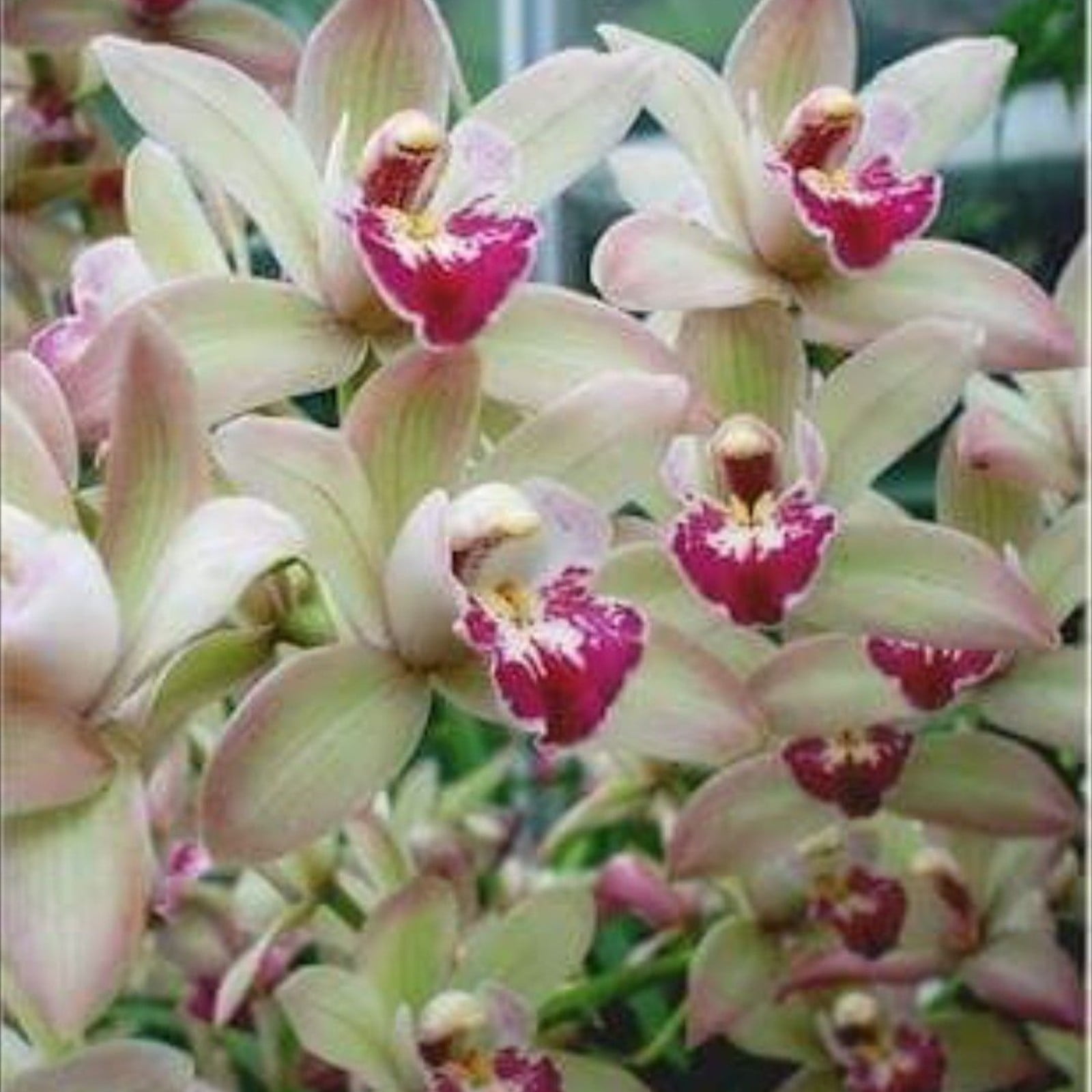 Cymbidium For Sale,Gardening,Professional Indoor Or Outdoor,Landscaping ...