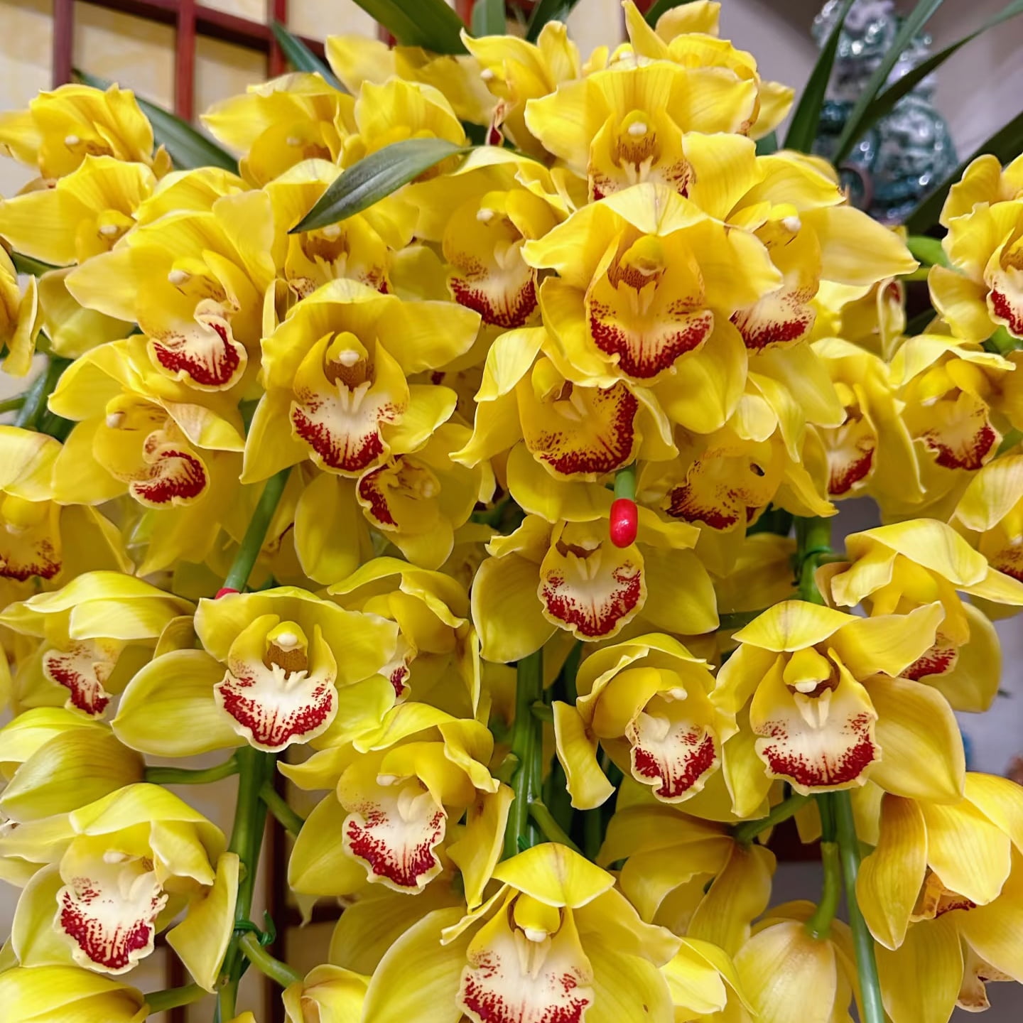 Cymbidium For Sale- Grow Simple -Iridescent-Cymbidium Potting Mix ...