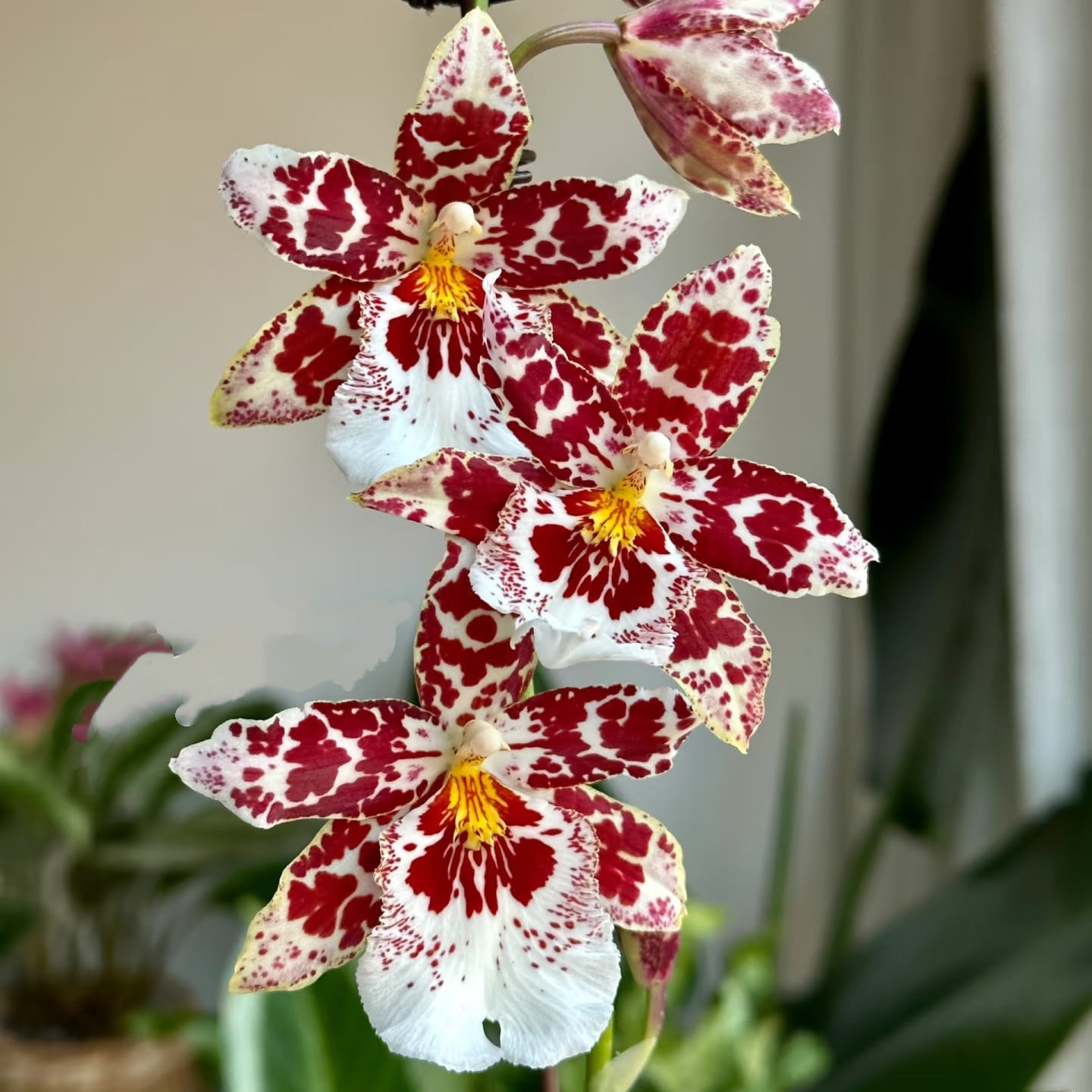 Cymbidium For Sale- Grow Simple -Iridescent-Cymbidium Potting Mix ...