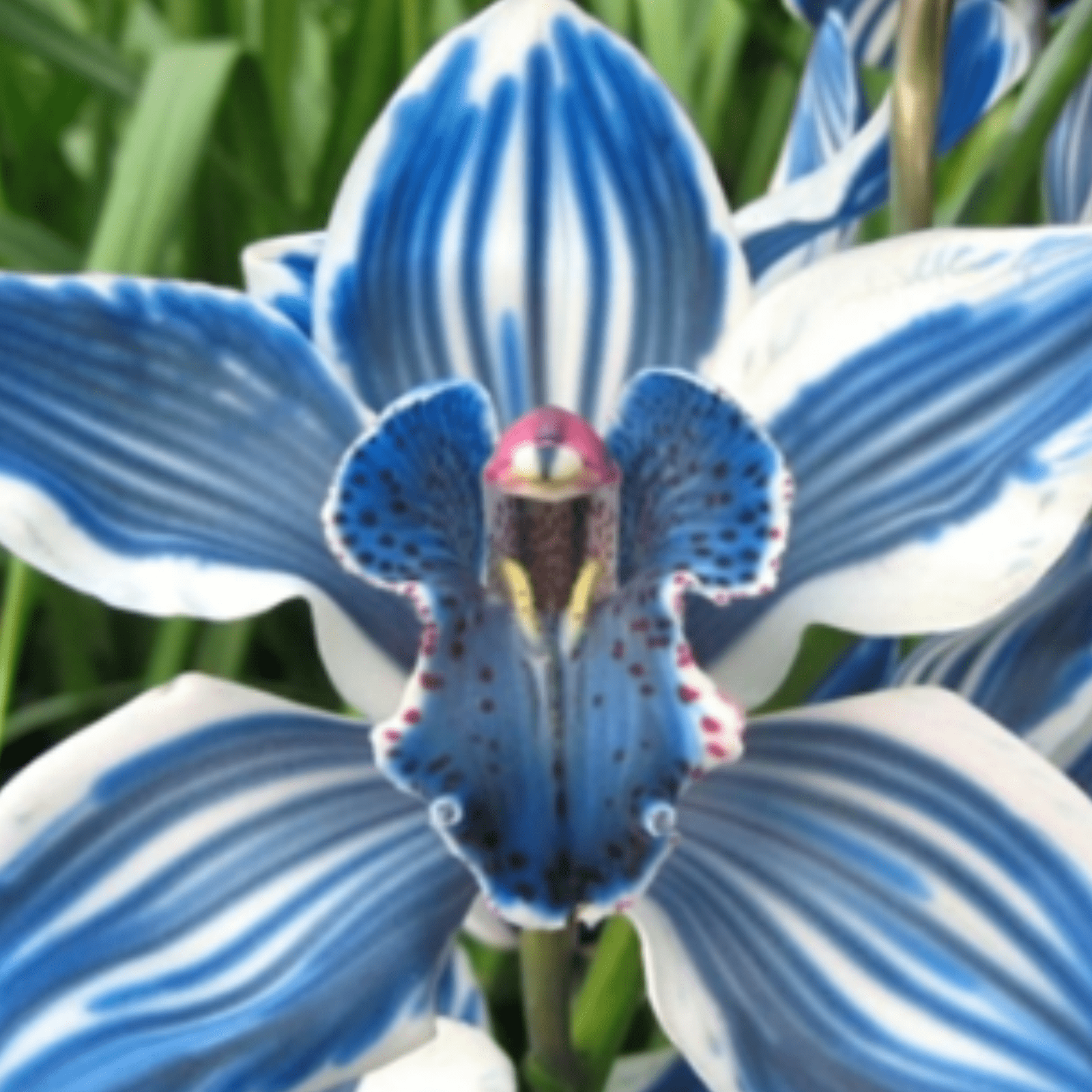 Cymbidium For Sale-Indoor Or Outdoor-Gardening-Professional Landscaping ...