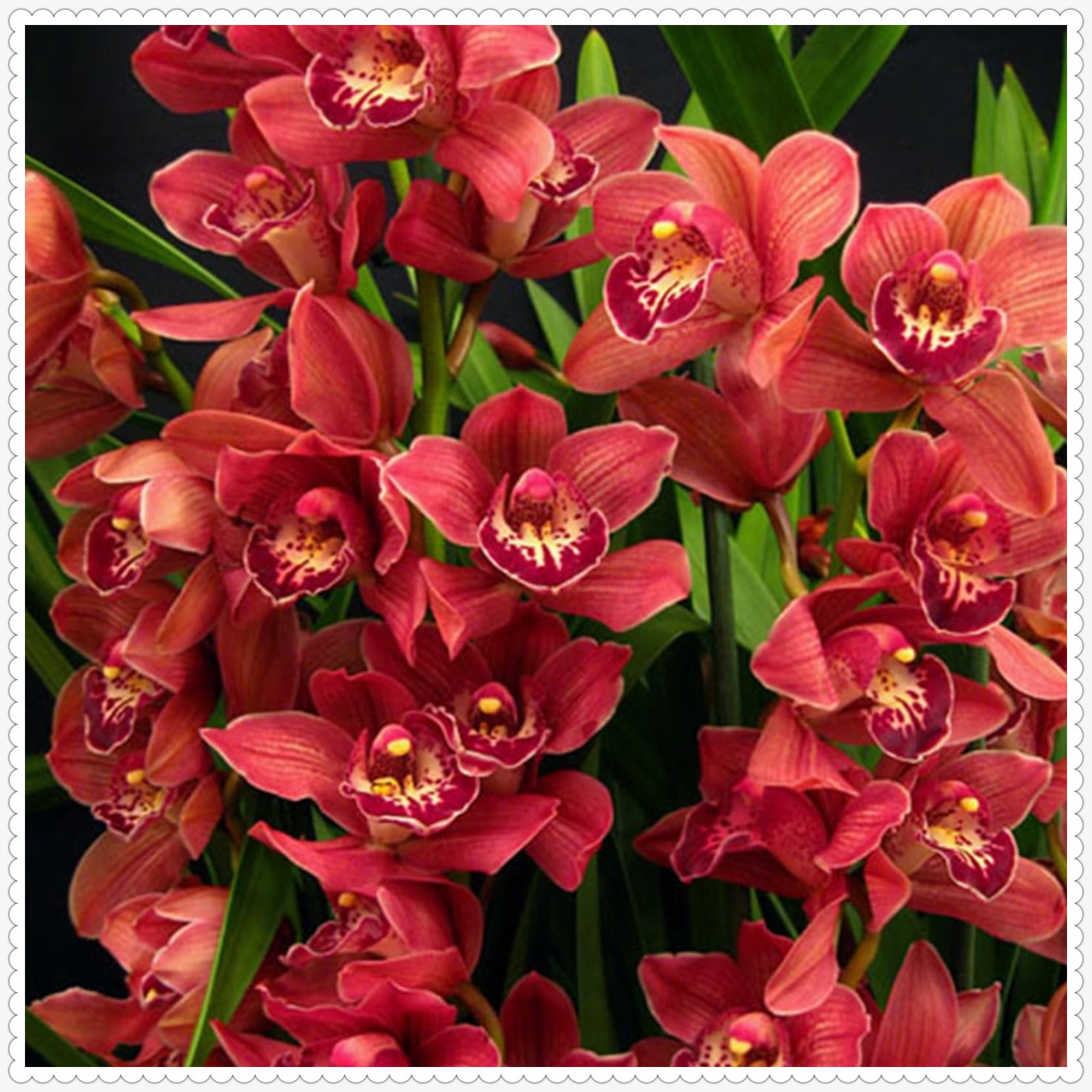 Cymbidium For Sale,Landscaping environment,Gardening,Professional ...