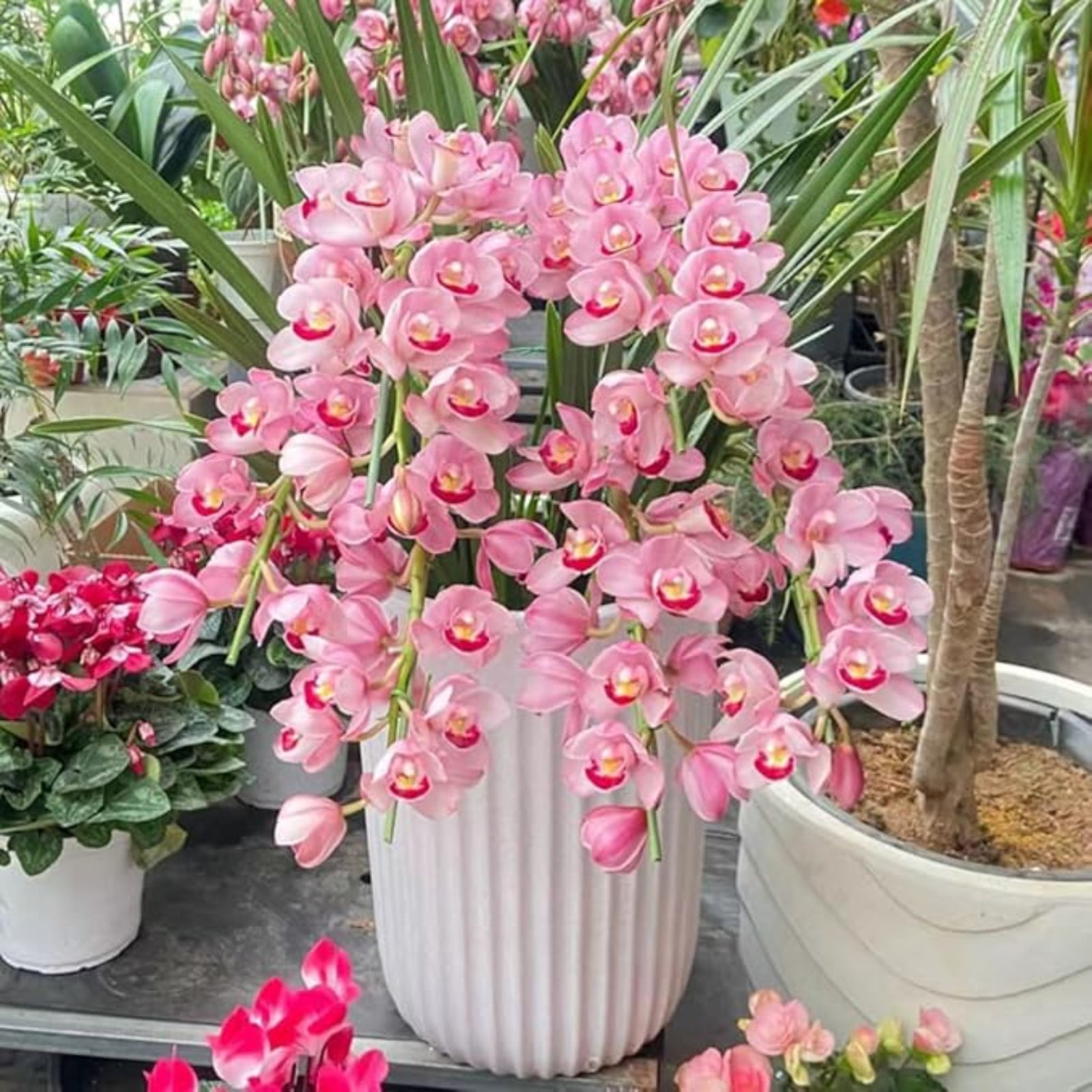 Cymbidium For Sale,Peculiar,Professional Indoor Or Outdoor,Landscaping ...