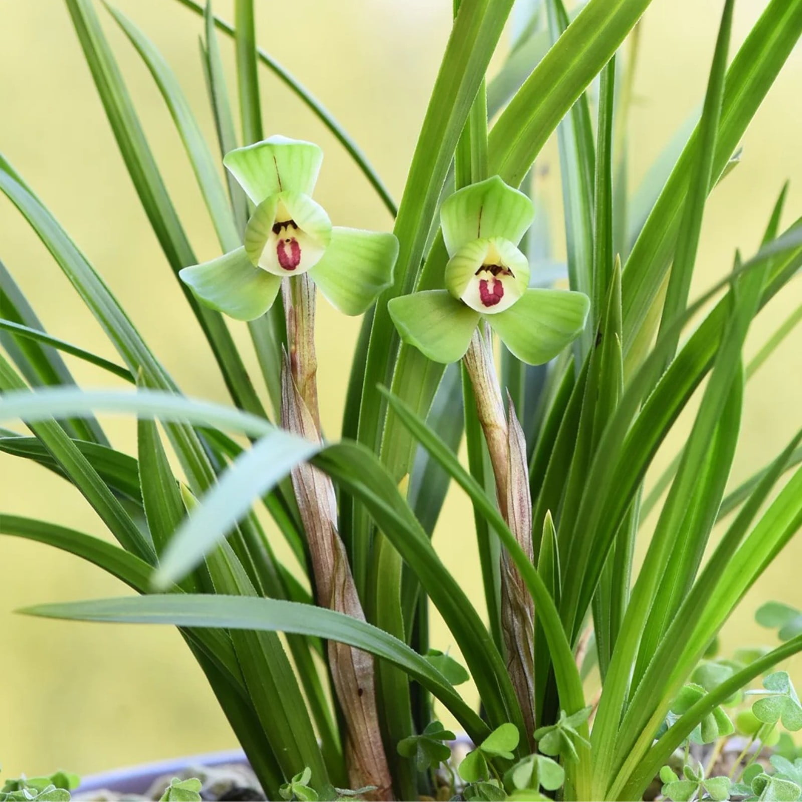 Cymbidium For Sale,Professional Indoor Or Outdoor,Gardening,Landscaping ...