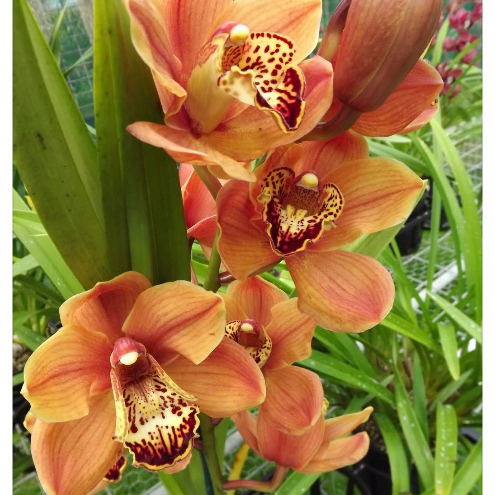 Cymbidium For Sale,Professional Indoor Or Outdoor,Gardening,Landscaping ...