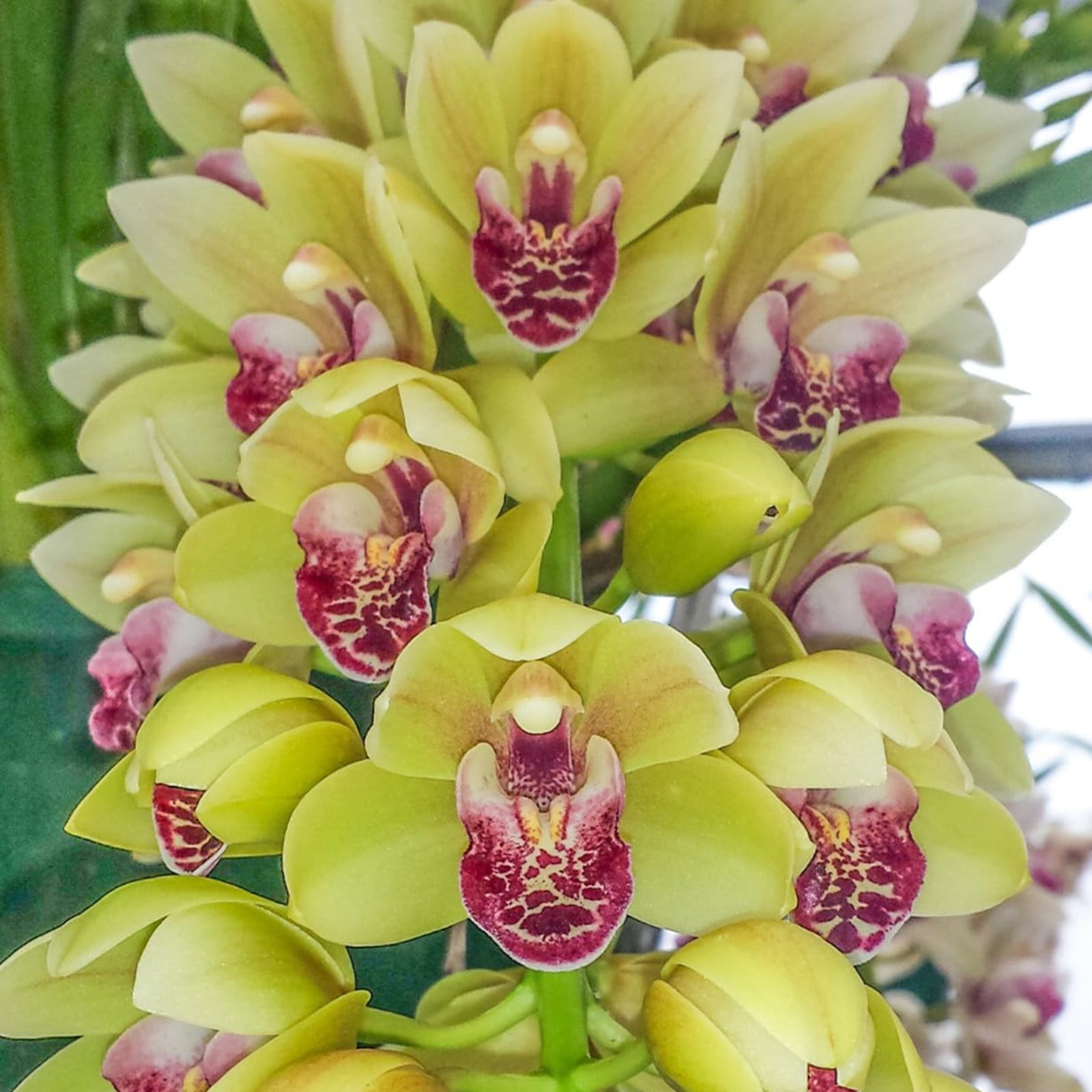 Cymbidium For Sale,Professional Indoor Or Outdoor,Gardening,Landscaping ...