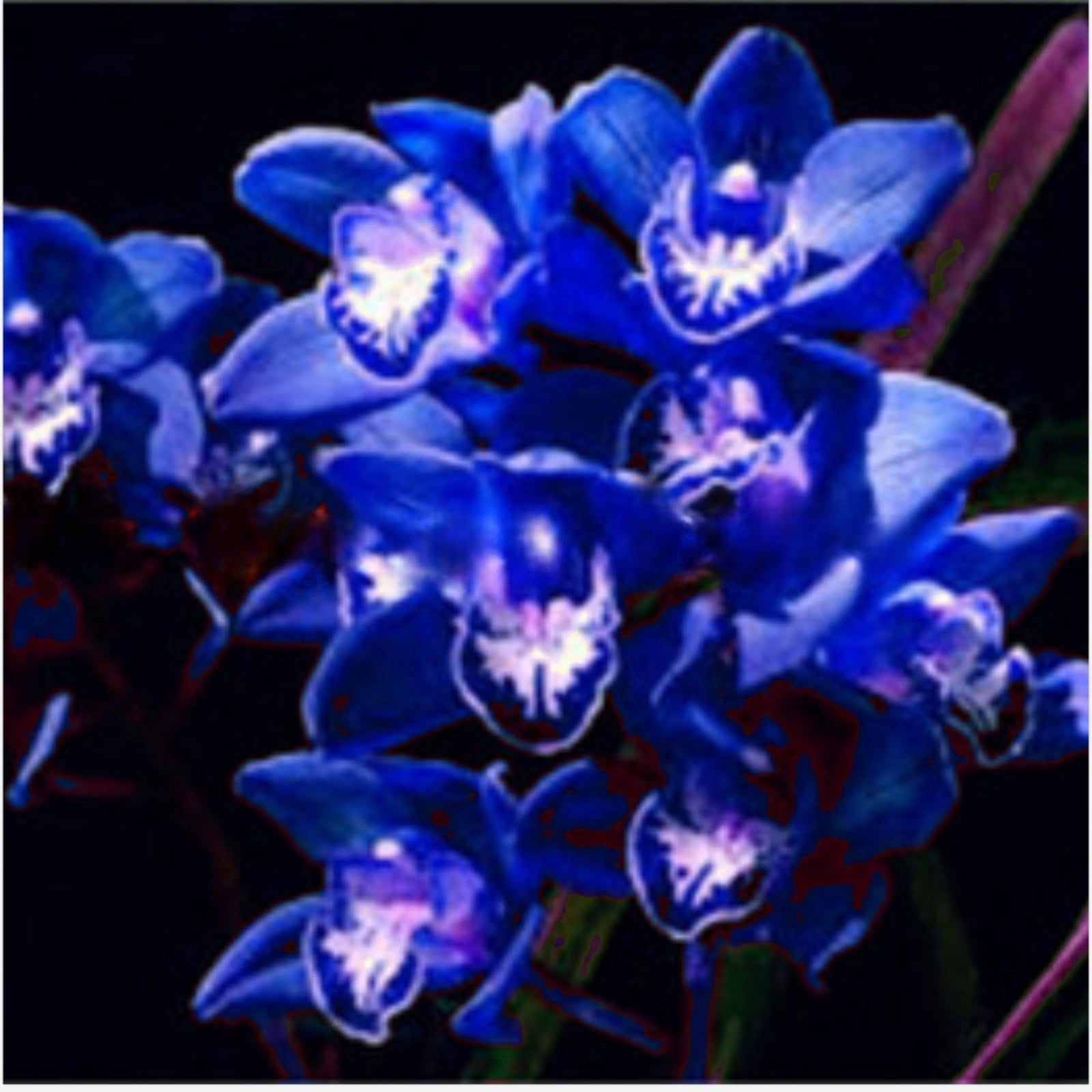 Cymbidium For Sale,Professional Indoor Or Outdoor,Landscaping ...