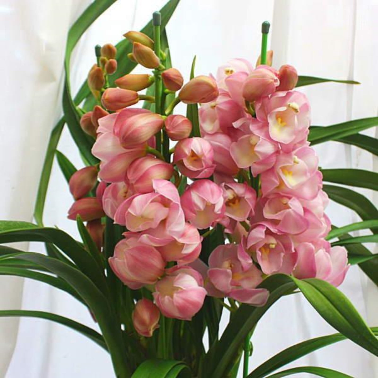 Cymbidium For Sale,Professional Indoor Or Outdoor,Landscaping ...