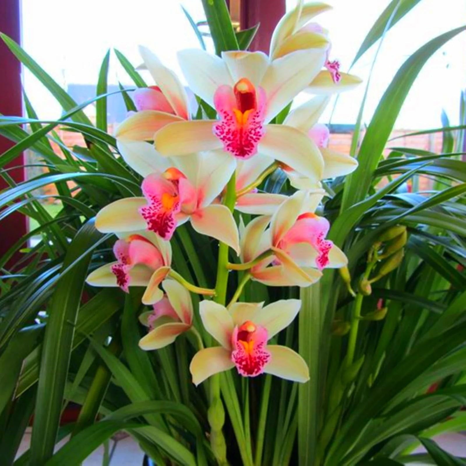 Cymbidium For Sale,Professional Indoor Or Outdoor,Landscaping ...