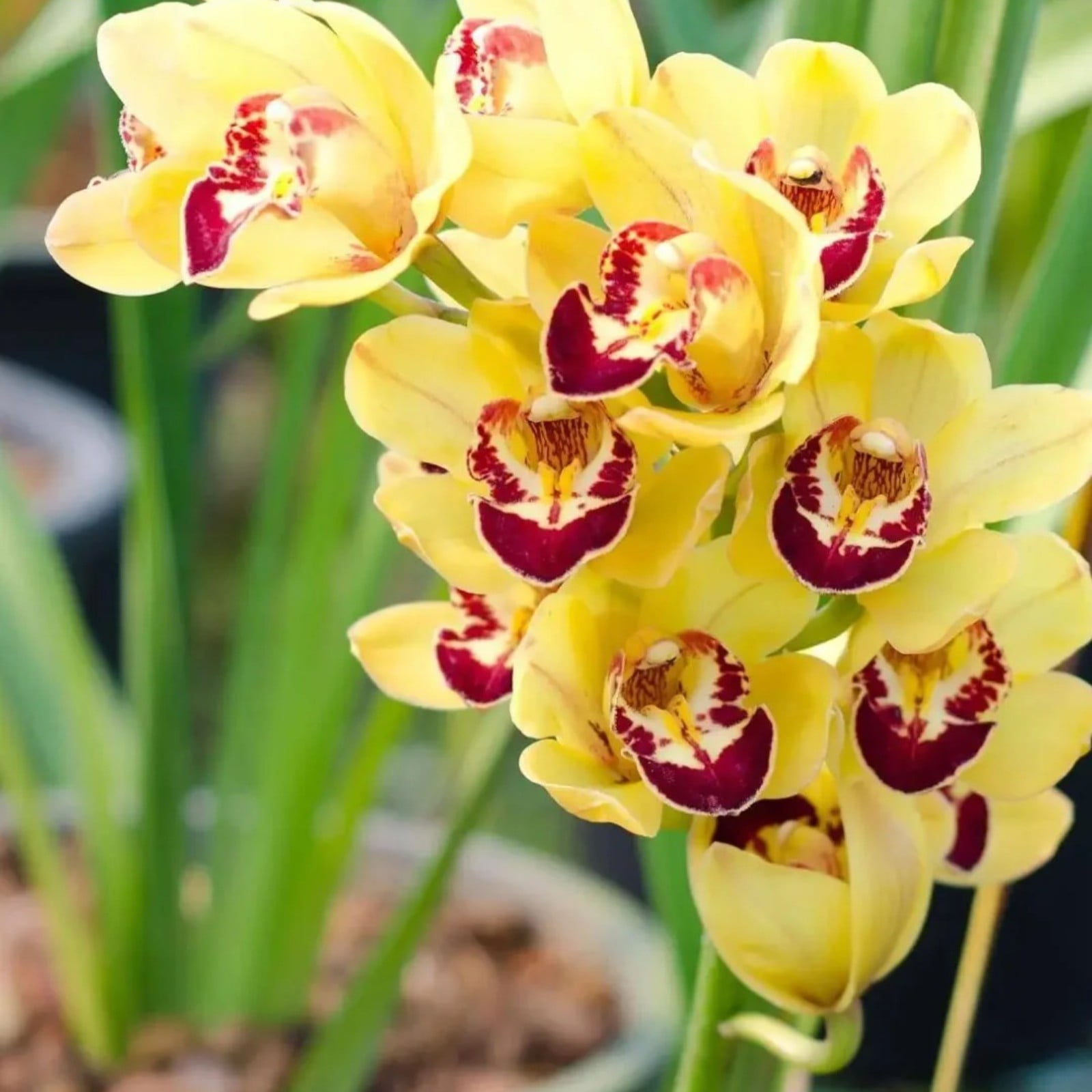 Cymbidium For Sale,Professional Indoor Or Outdoor,Landscaping ...