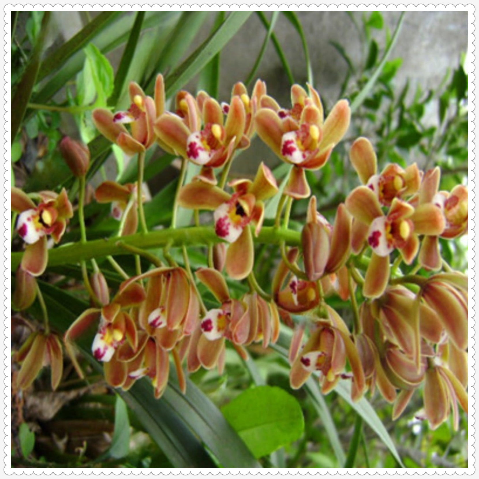 Cymbidium For Sale,Professional Indoor Or Outdoor,Landscaping ...