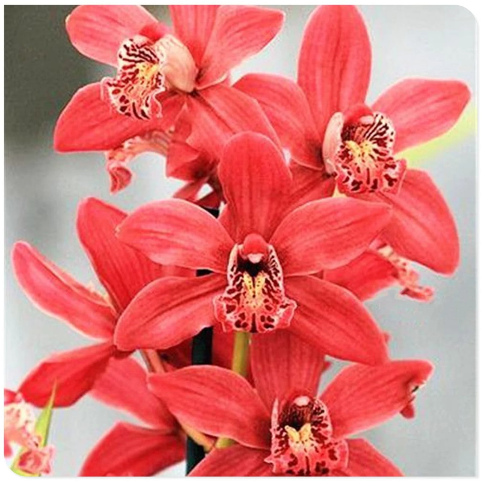 Cymbidium For Sale,Professional Indoor Or Outdoor,Landscaping ...