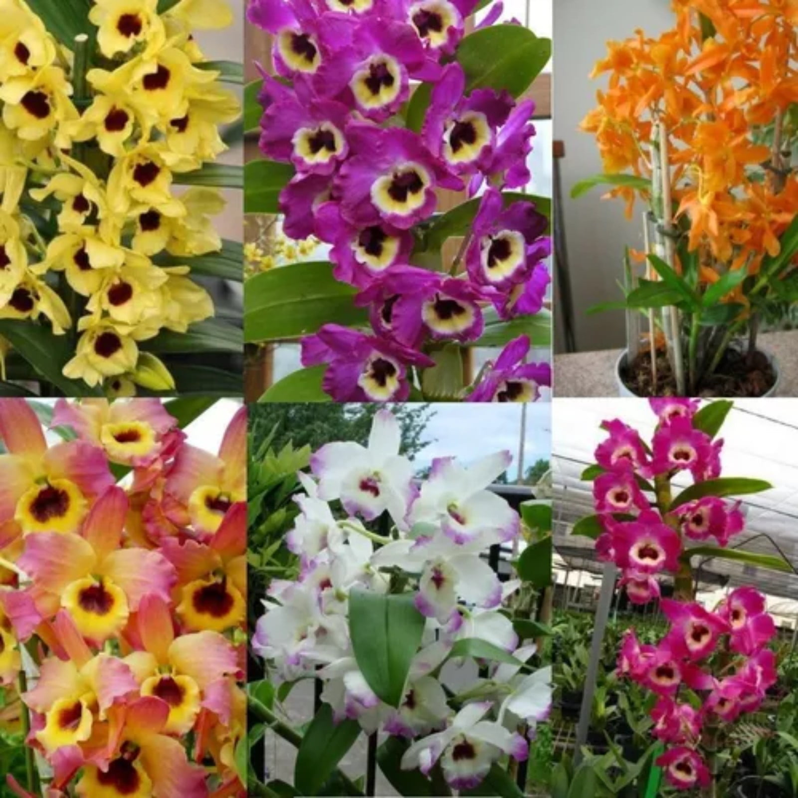 Cymbidium For Sale,Professional Indoor Or Outdoor,Landscaping ...