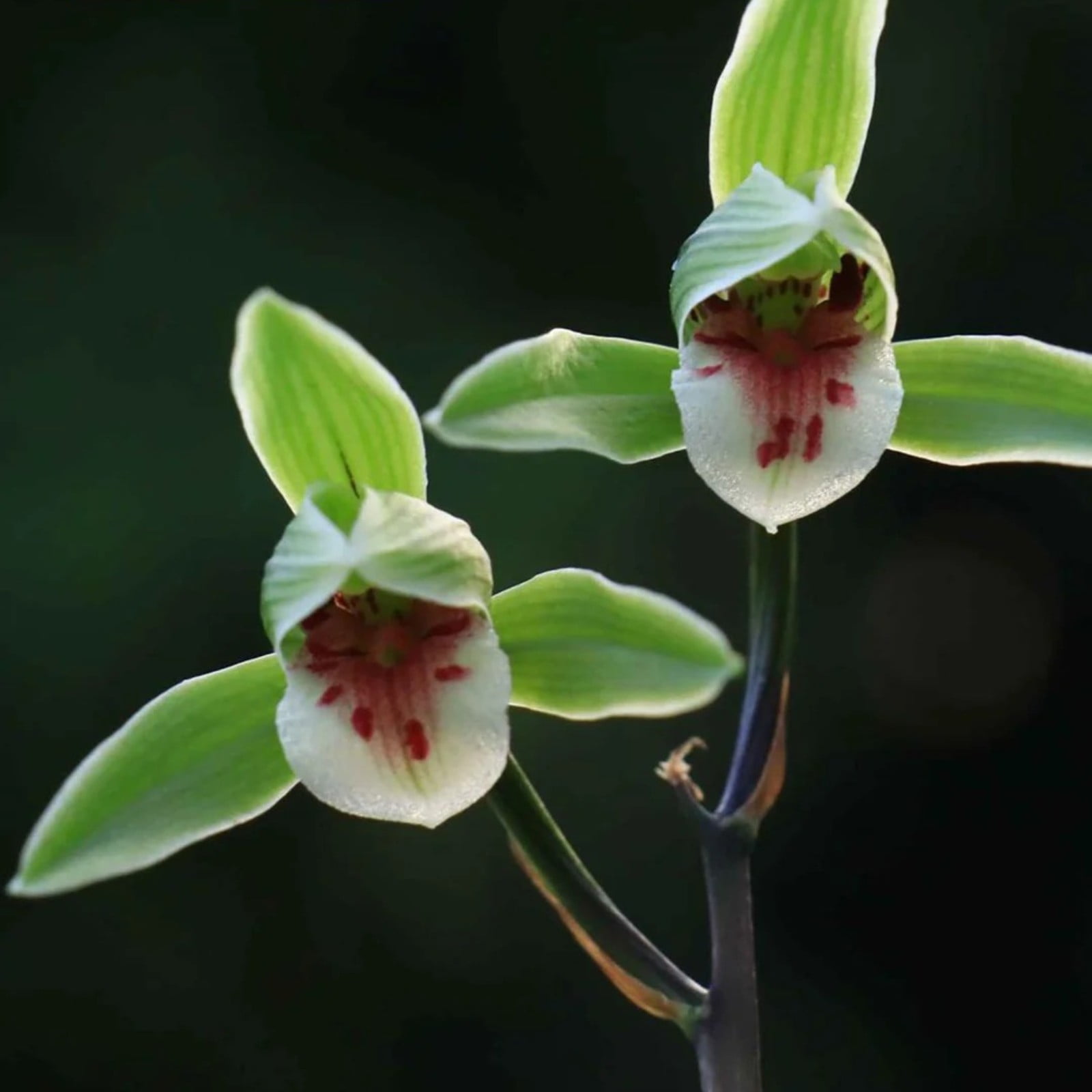 Cymbidium For Sale,Professional Indoor Or Outdoor,Landscaping ...