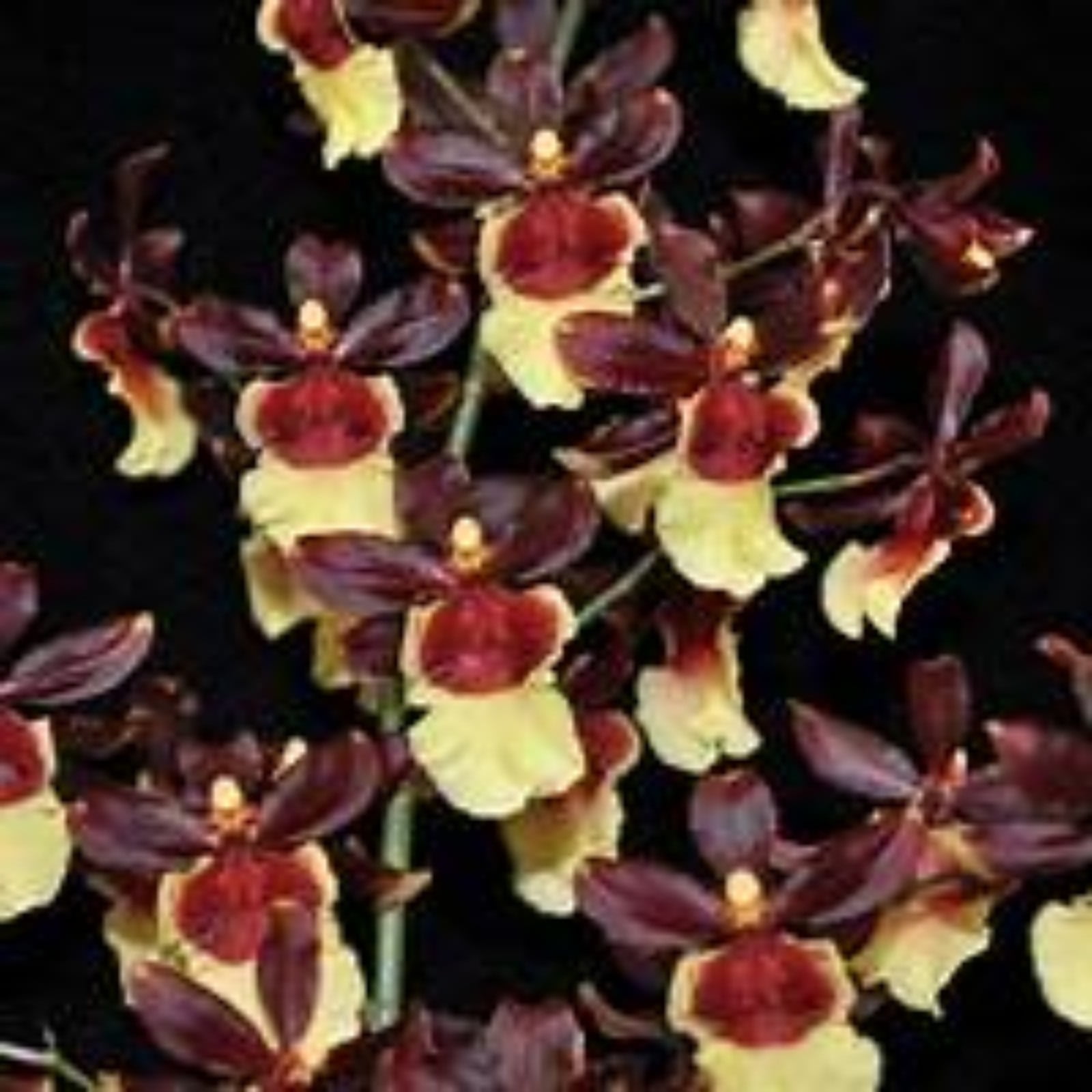 Cymbidium For Sale,Professional Indoor Or Outdoor,Landscaping ...