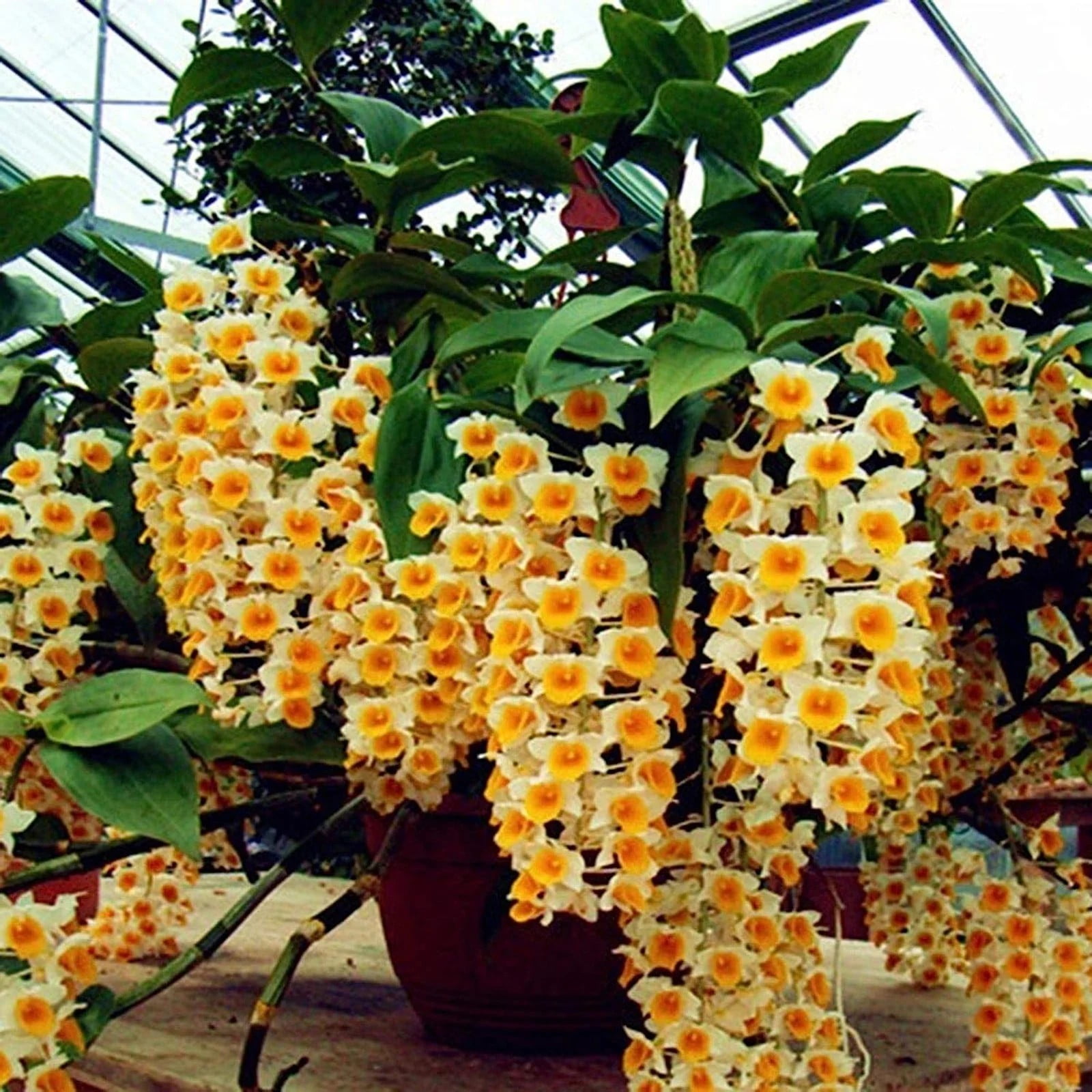 Cymbidium For Sale,Professional Indoor Or Outdoor,Landscaping ...