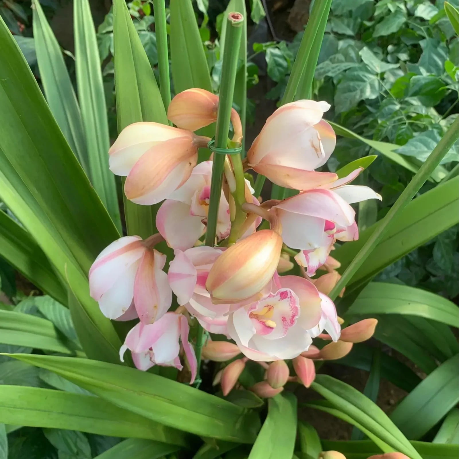 Cymbidium For Sale,Professional Indoor Or Outdoor,Landscaping ...
