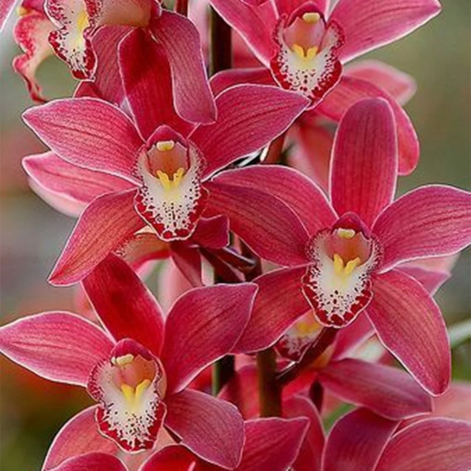 Cymbidium For Sale,Professional Indoor Or Outdoor,Landscaping ...