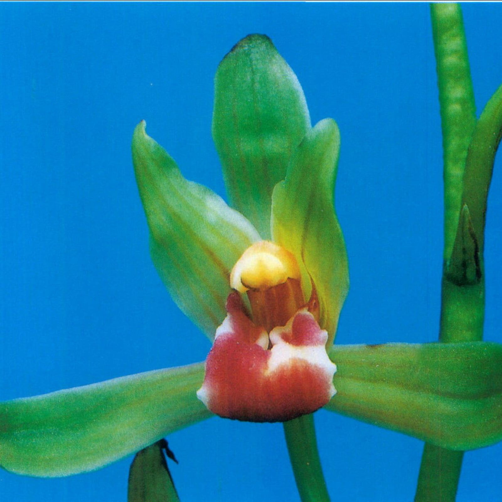 Cymbidium For Sale,Resistant,Simple to Grow,Landscaping Environment ...