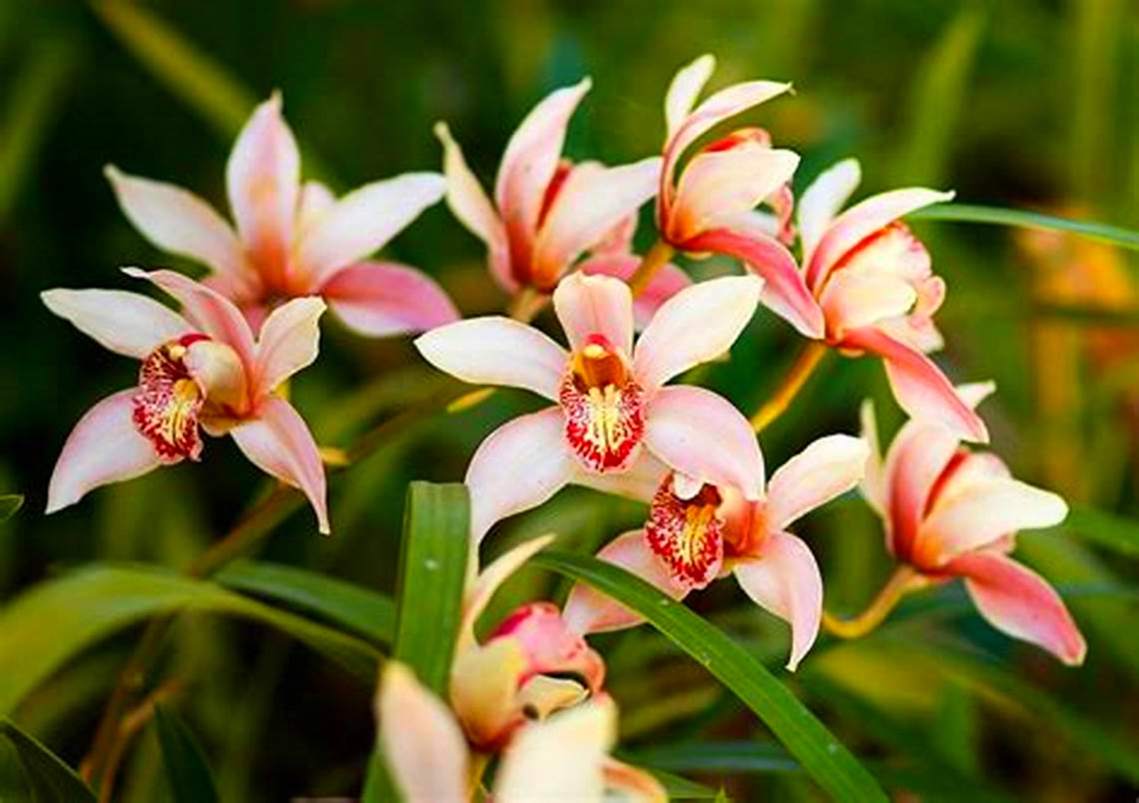 Cymbidium Surprise to Grow Pots to Grow Fall or Spring Indoor or ...
