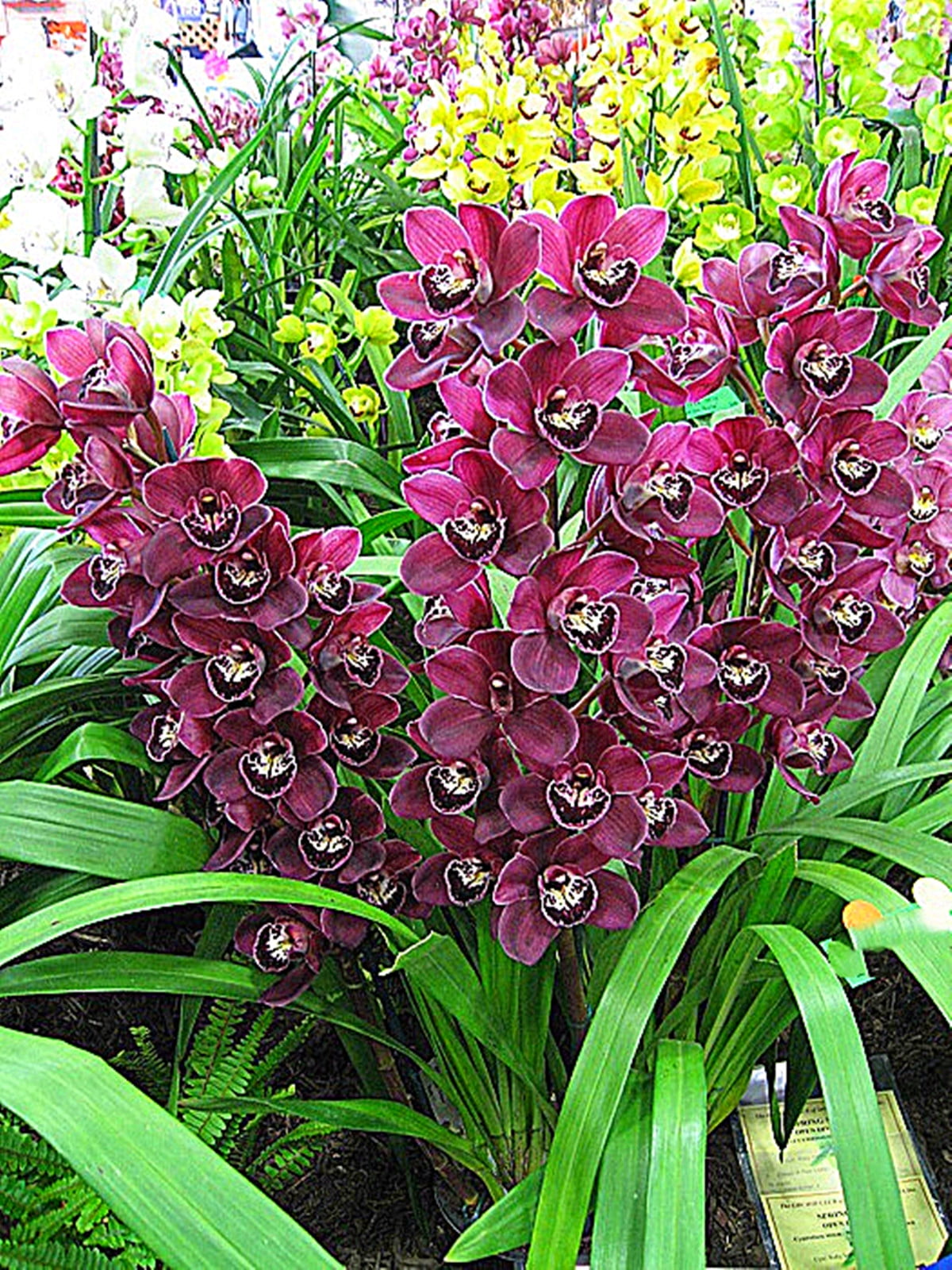 Cymbidium Surprise to Grow Pots to Grow Fall or Spring Indoor or ...