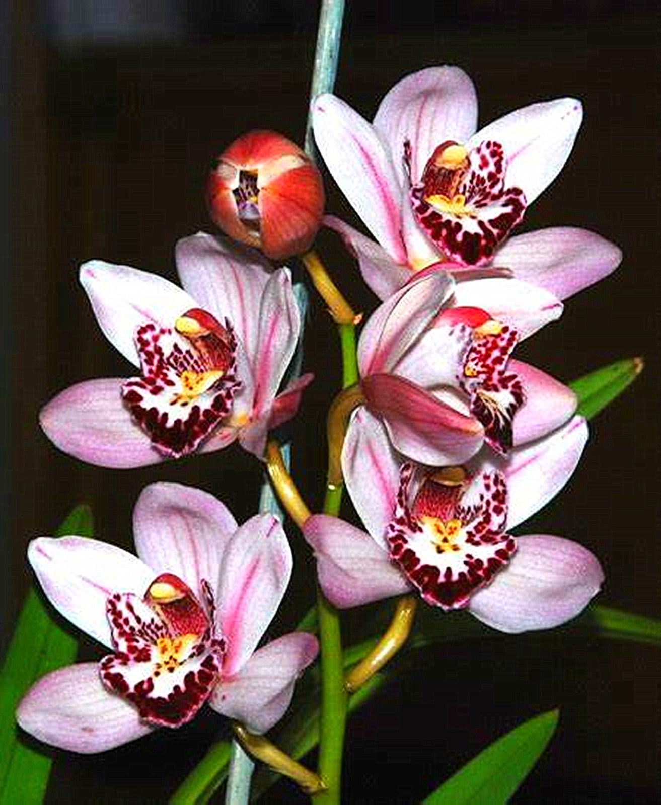Cymbidium Surprise to Grow Pots to Grow Fall or Spring Indoor or ...