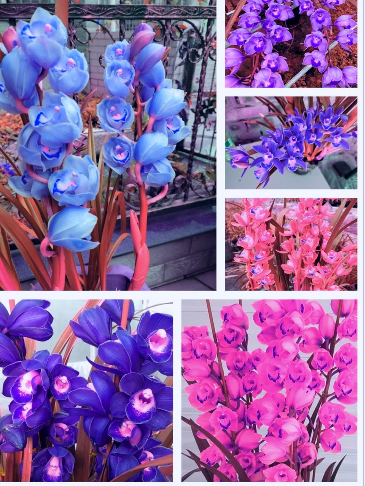 Cymbidium bulbs, Cymbidium plant, rare plants, hardy perennials ...