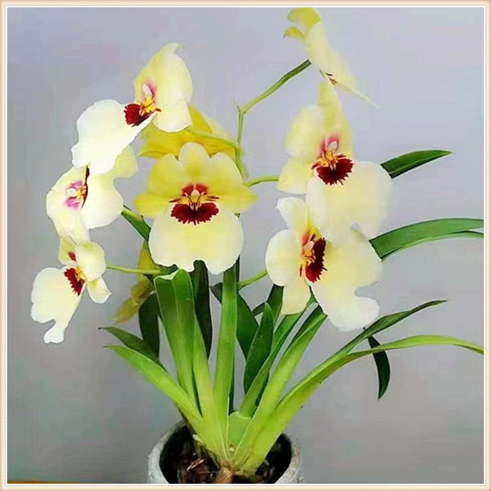 Cymbidium bulbs mix, Cymbidium plant, rare plants, hardy perennials ...