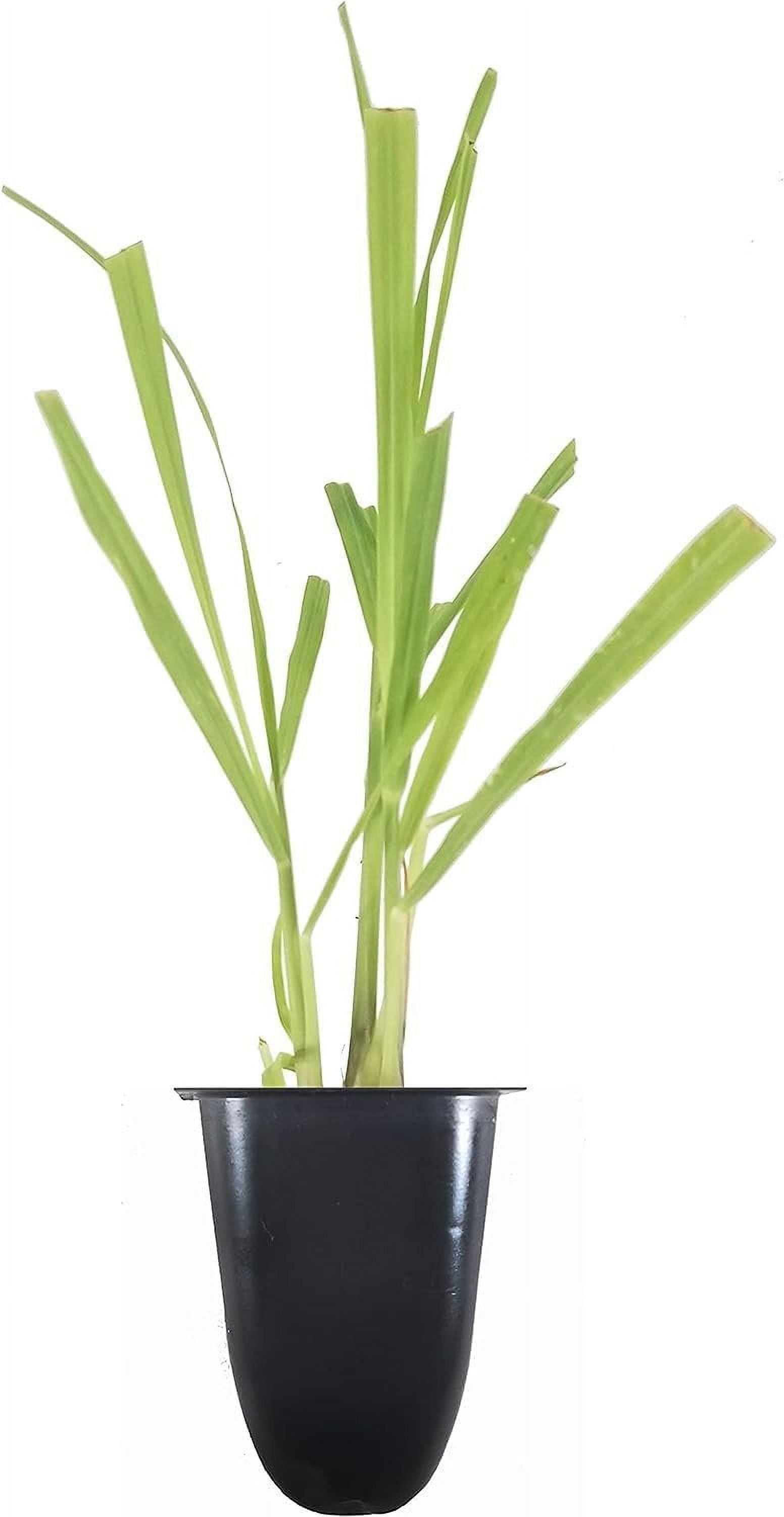Cymbopogon Nardus Citronella Grass 10 Live Plants Perfect for Outdoor ...