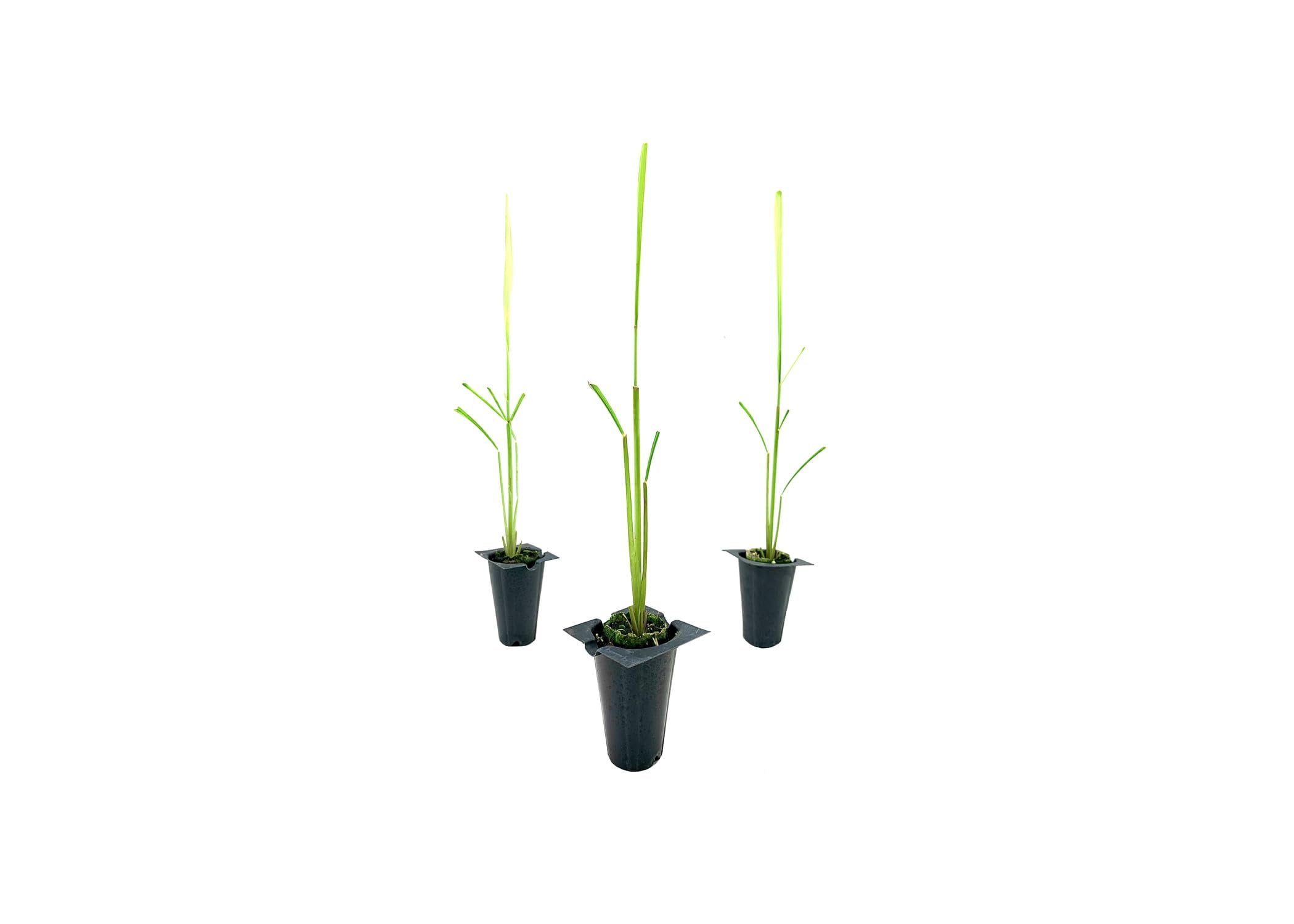 Cymbopogon Nardus Citronella Grass 30 Live Plants Perfect for Outdoor ...