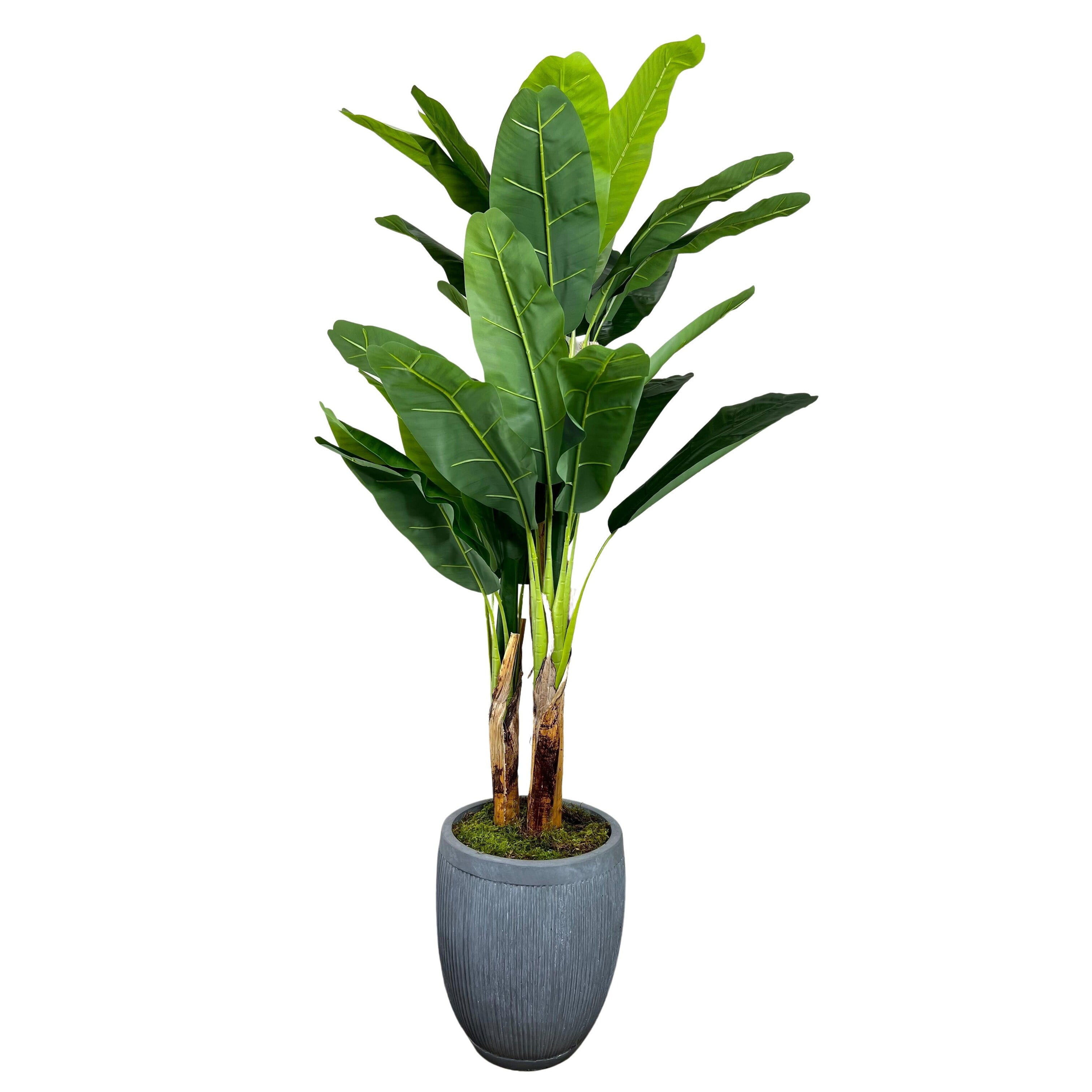 Cypress & Alabaster 7' Artificial Banana Tree in Grey Designer ...