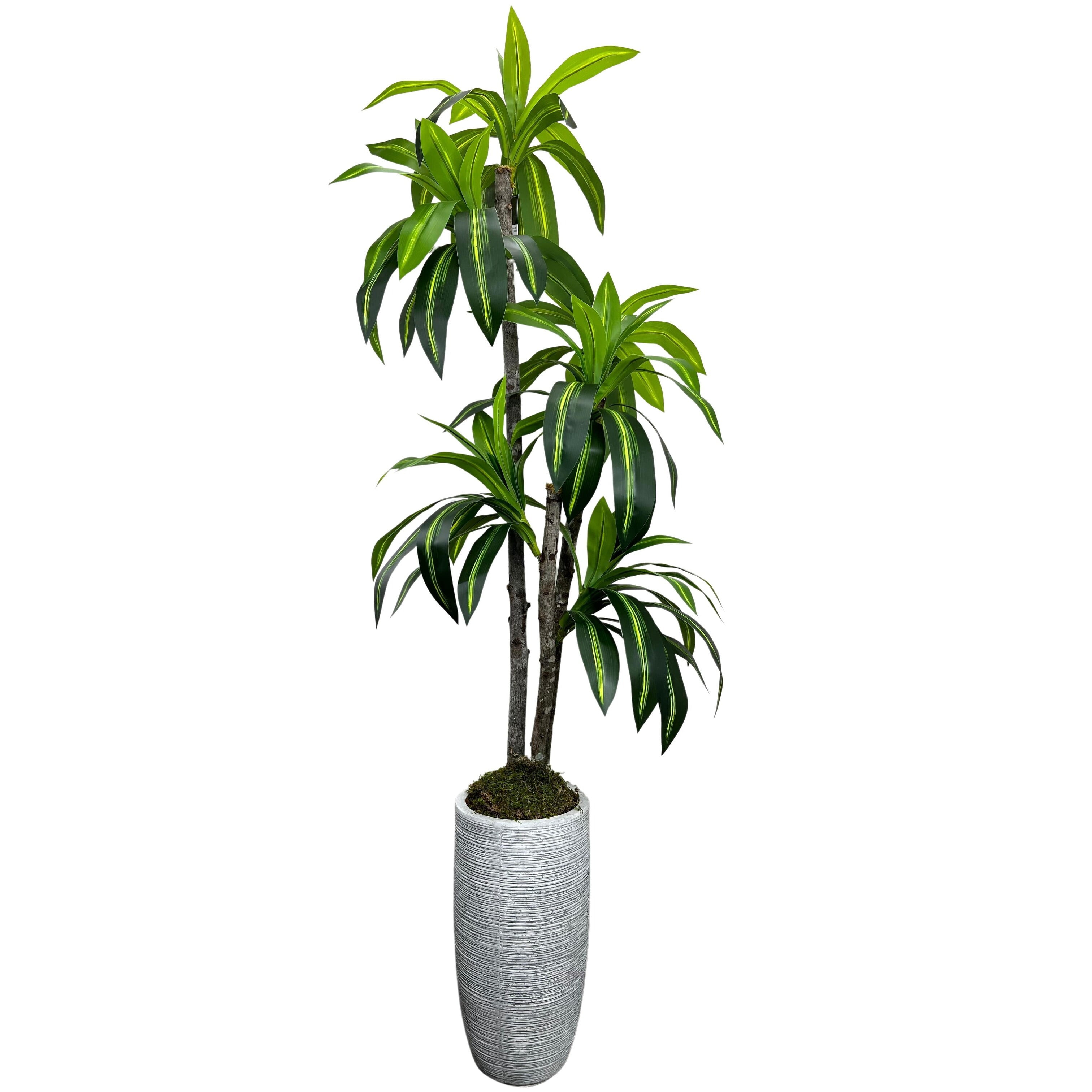 Cypress & Alabaster Handmade 6' Artificial Dracaena Tree in Smooth Grey ...