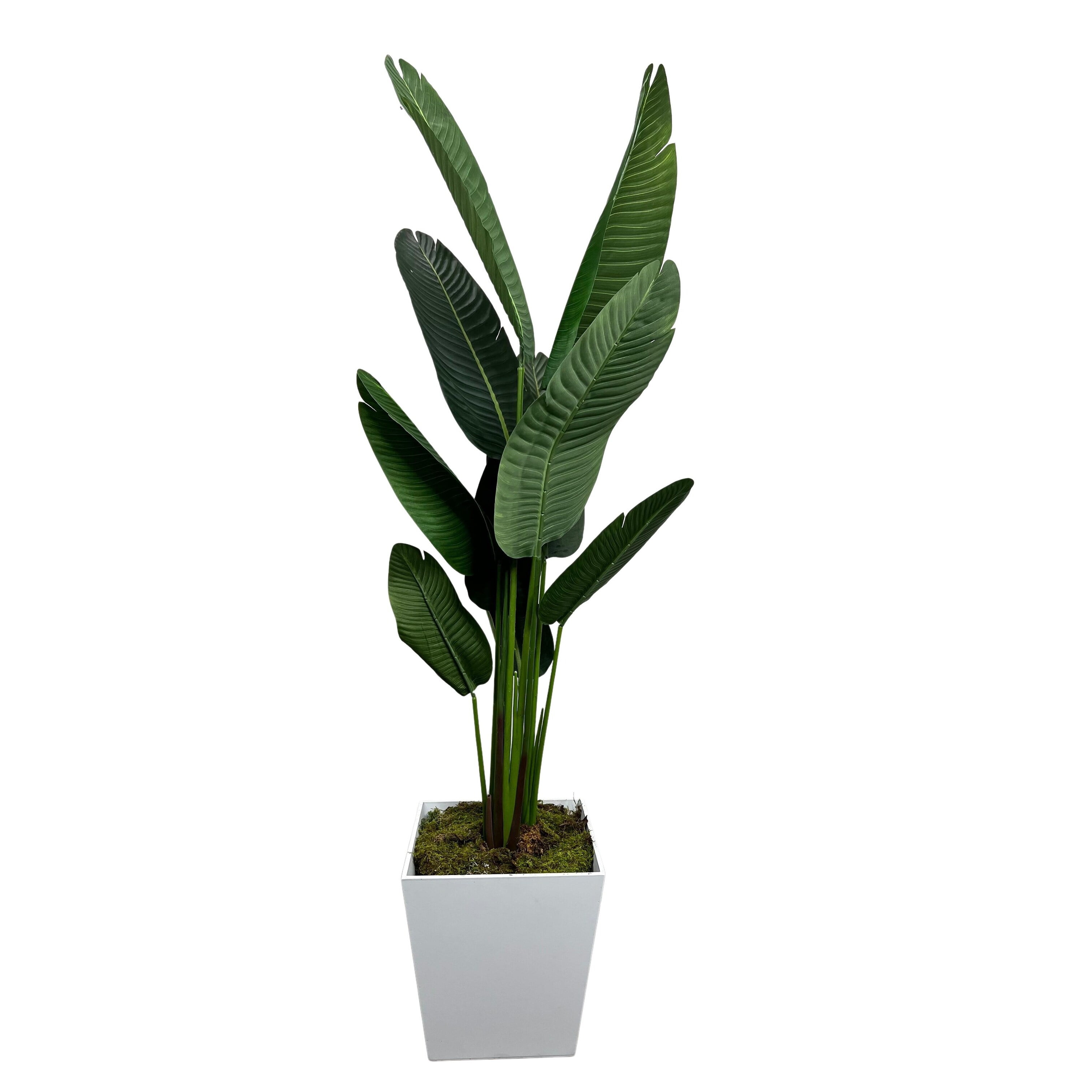 Cypress & Alabaster Tropical 5.5' Artificial Bird of Paradise Plant in ...