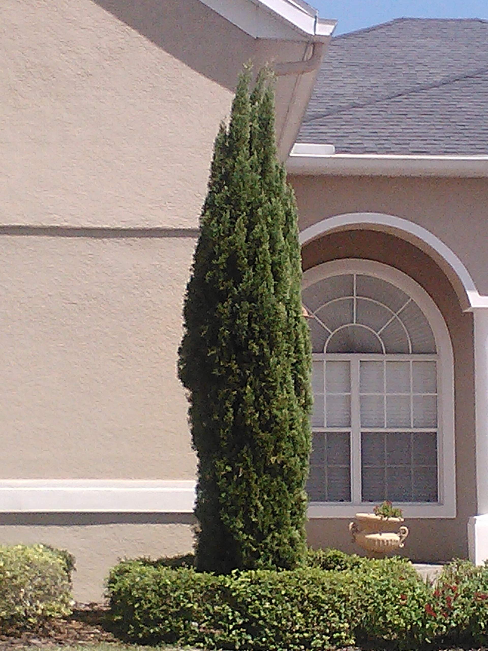 Cypress Italian Cupressus sempervirens, Evergreen Tree, Starter Plant ...