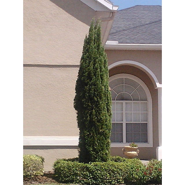 Cypress Italian Cupressus sempervirens, Evergreen Tree, Starter Plant ...