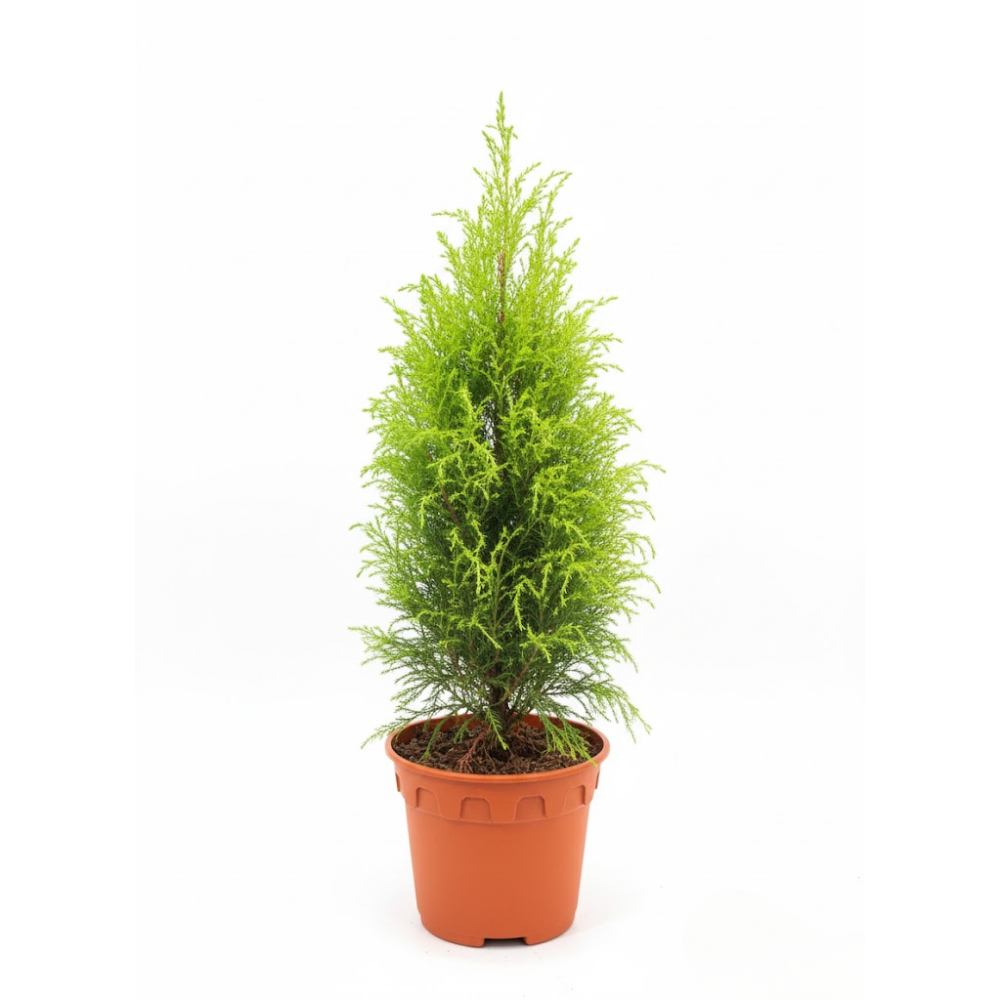 Cypress Live Plant, 9–11 Inches in 4-Inch Pot, Bright Foliage and Light ...