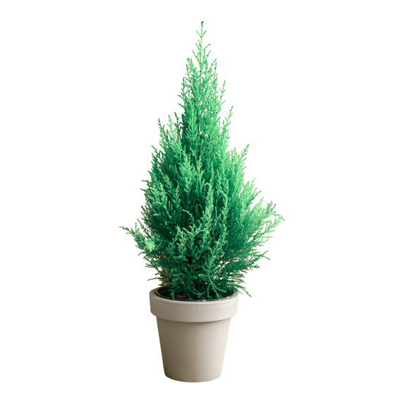Cypress Live Tree in 4 Inches Pot, Cold-Hardy, Cypress Plant for Indoor Planting and Christmas ...