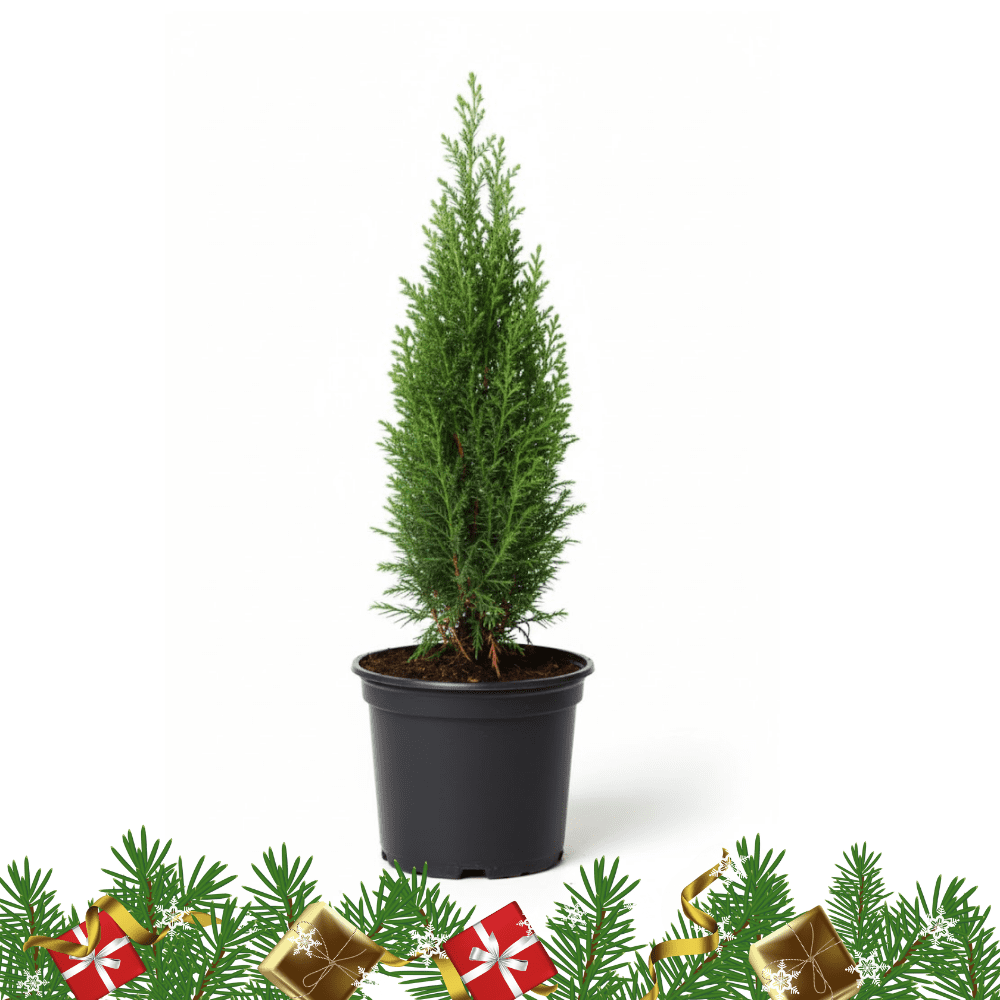 Cypress Tree Live Plant, 9–11 Inches Tall in 4-Inch Pot, Fragrant ...